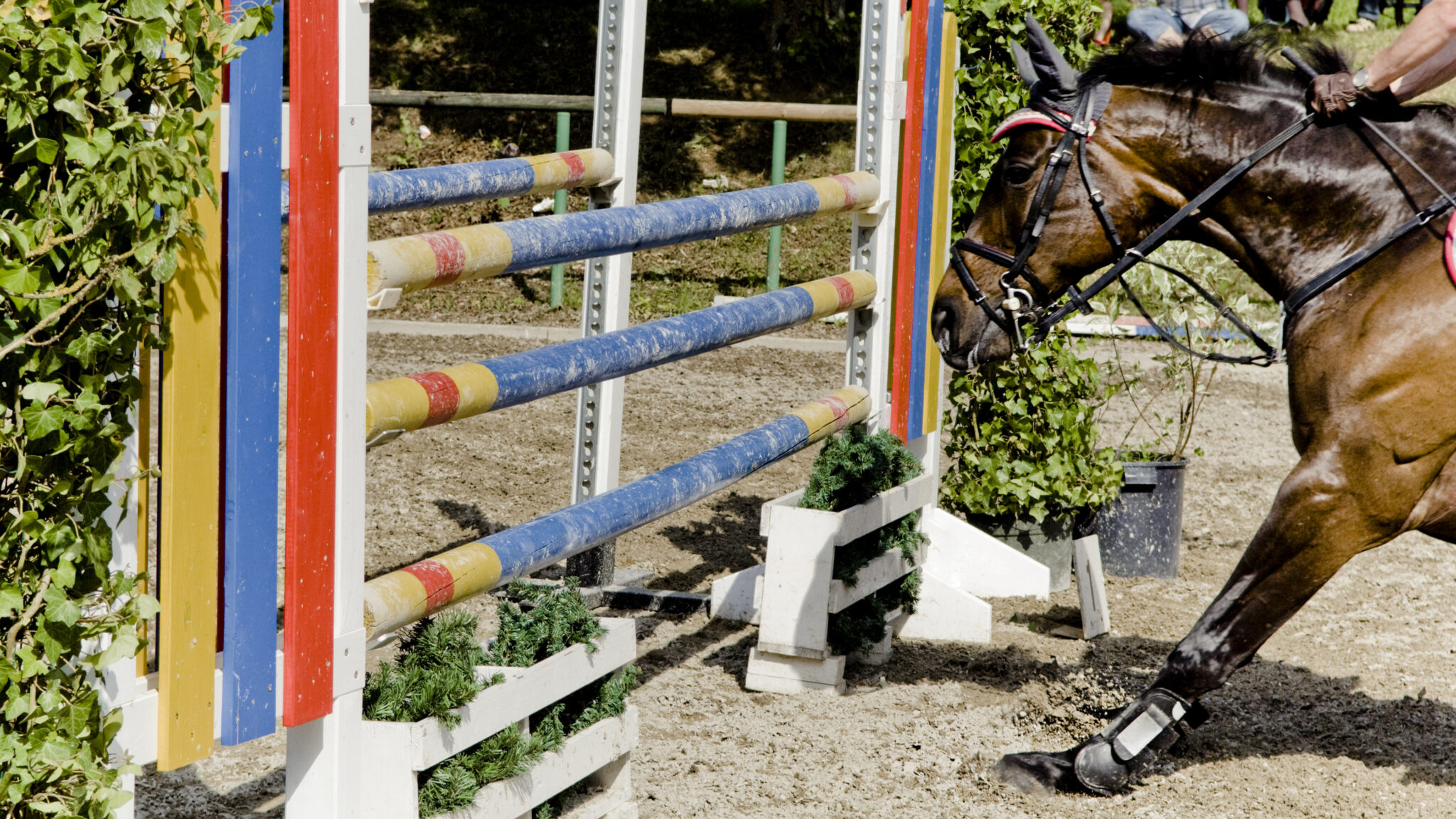 Using the Right Medications to Manage Chronic Pain in Horses