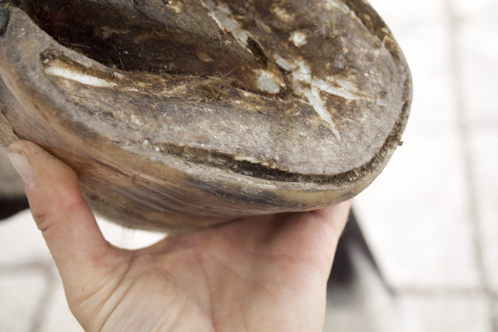 White Line Disease in Horses