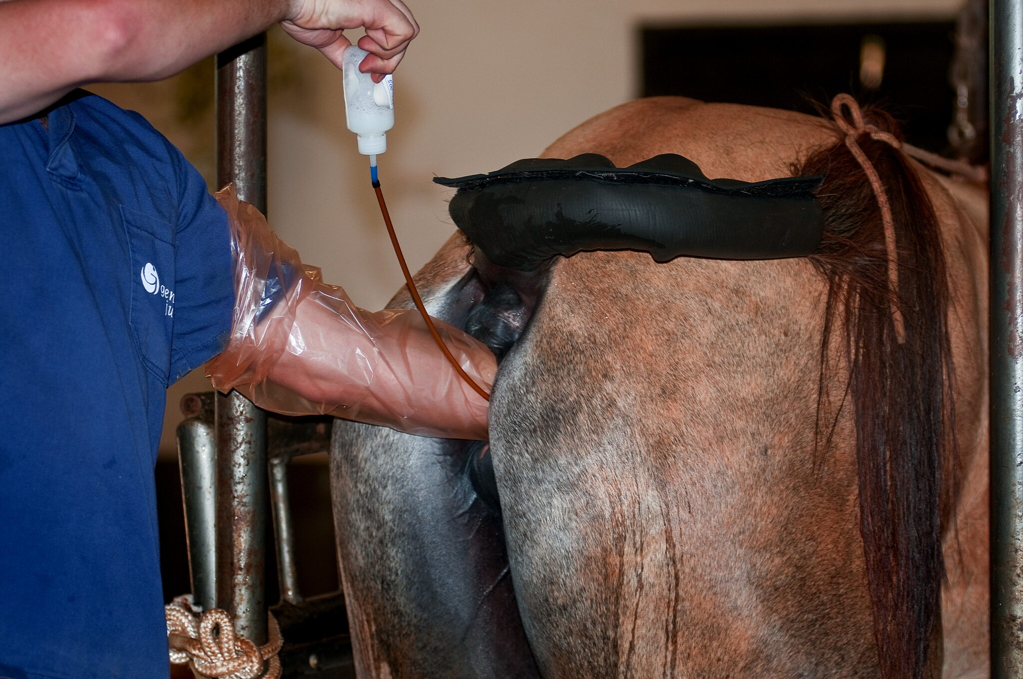 Cleaning Up "Dirty" Mares - EquiManagement