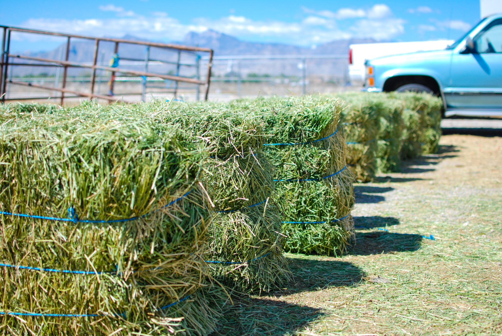 Hay Preference Research: Horse vs. Human - EquiManagement