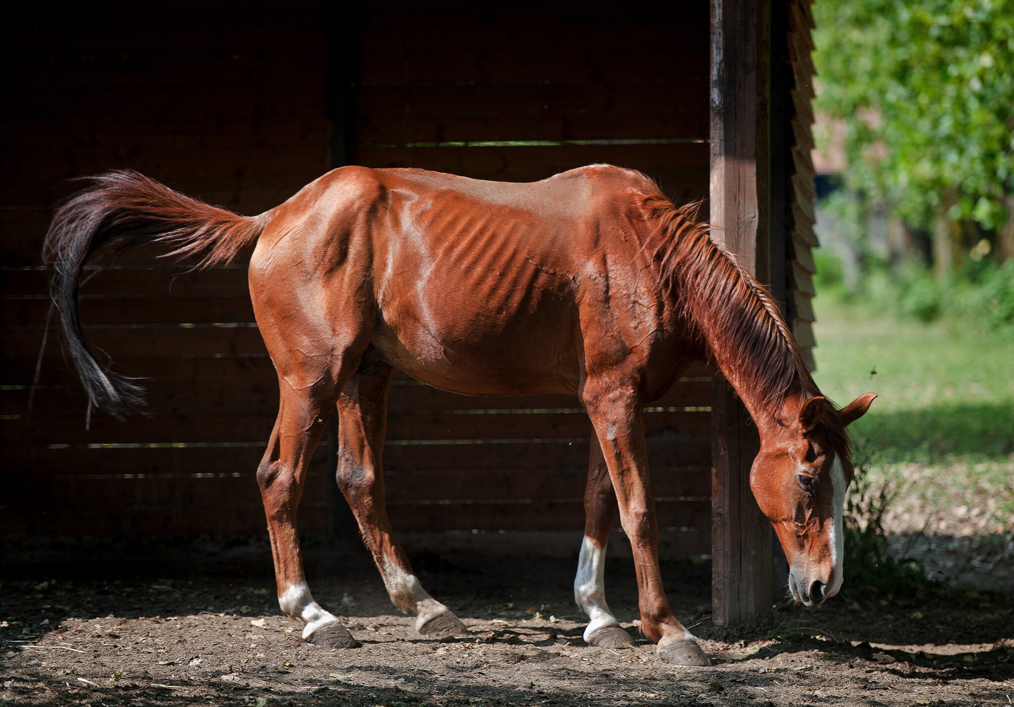 Severe Equine Asthma - EquiManagement