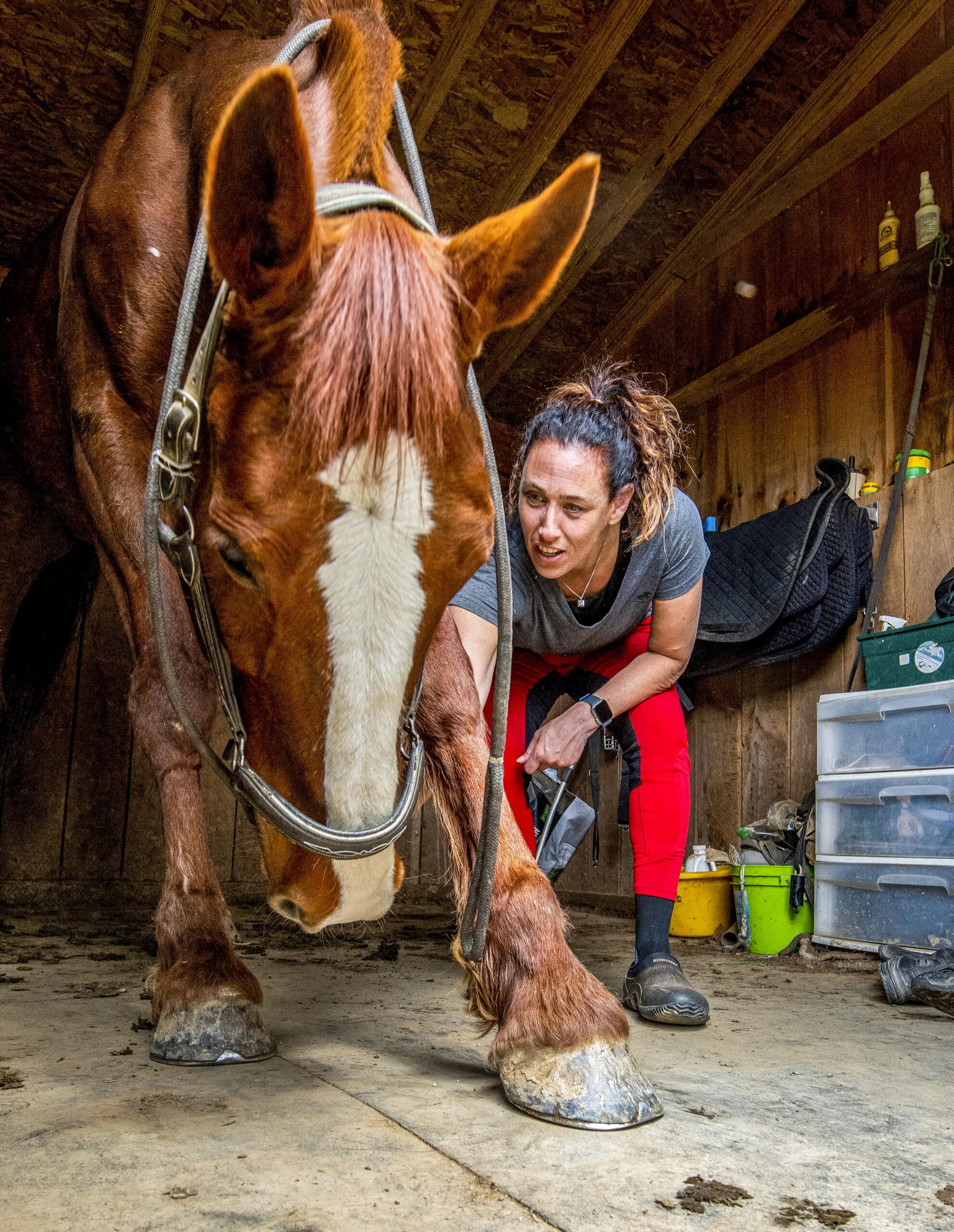 Equine Rehabilitation Basics - EquiManagement