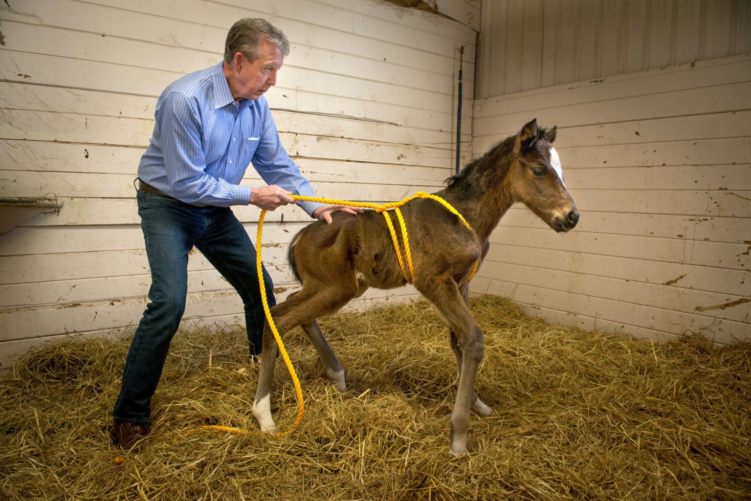 Madigan Foal Squeeze Technique - EquiManagement