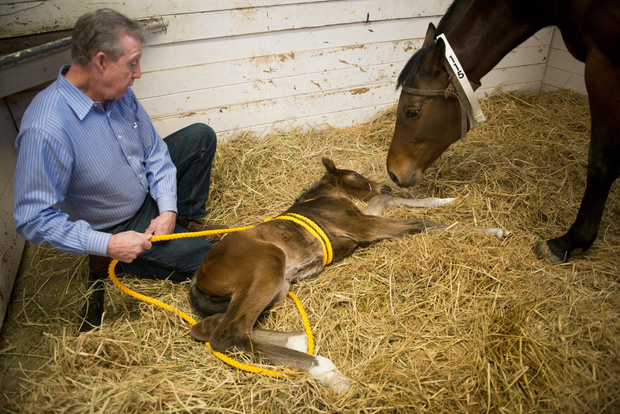 Madigan Foal Squeeze Technique - EquiManagement