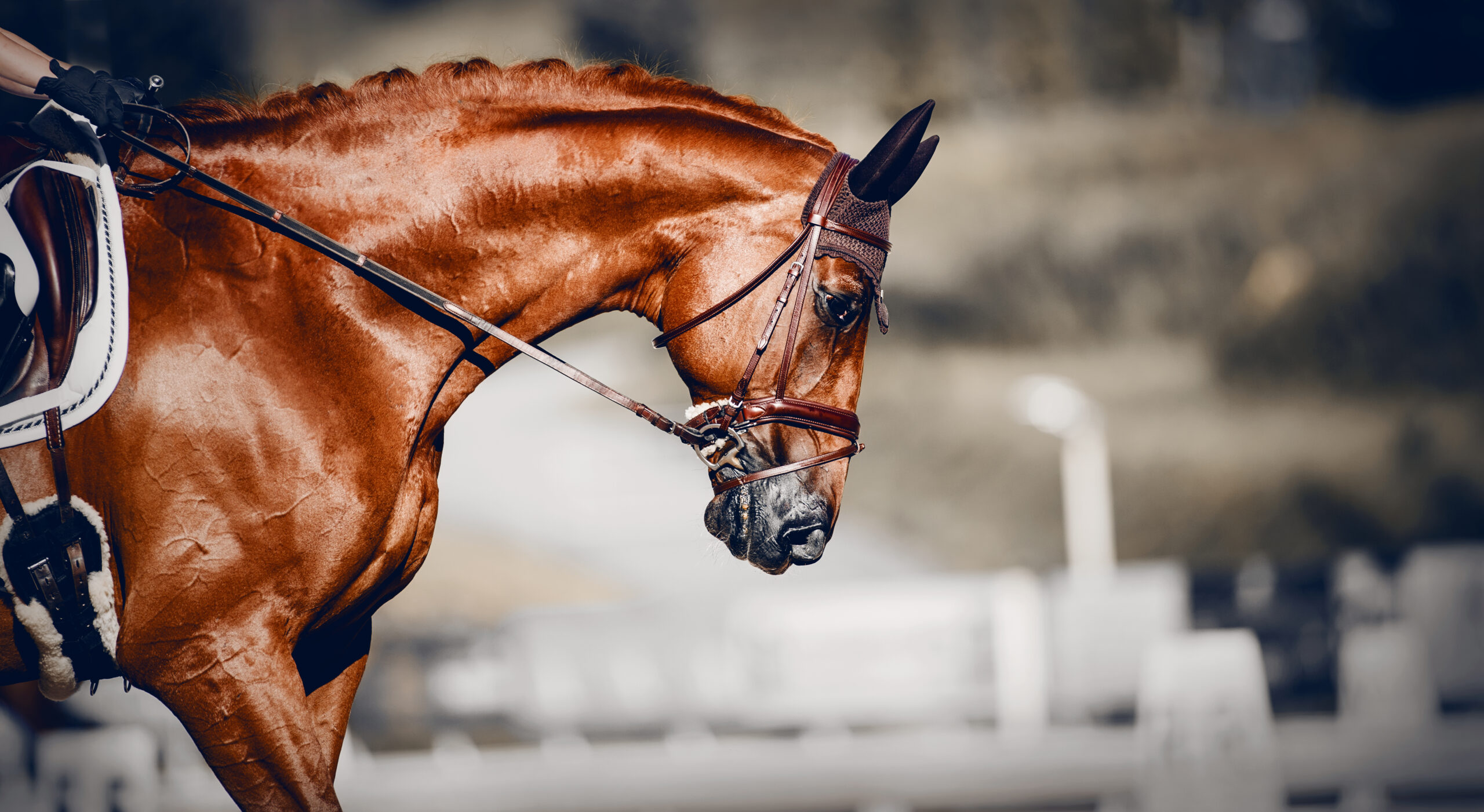 Rein Lameness Associated with the TMJ - EquiManagement