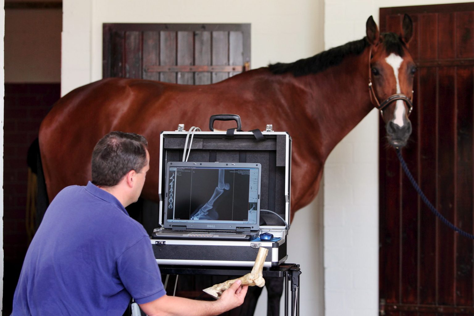 Diagnosing DJD in Horses - EquiManagement