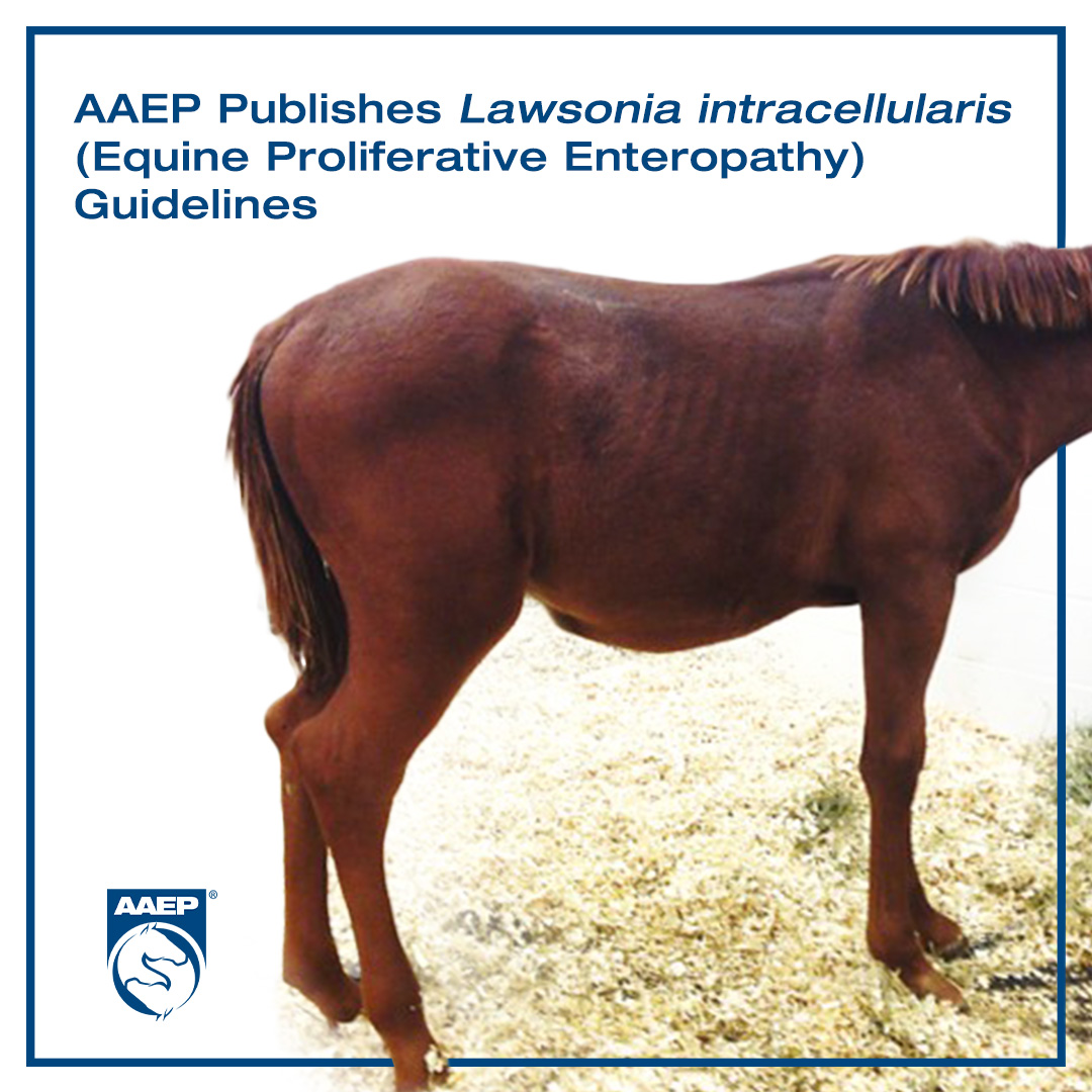 Equine Proliferative Enteropathy Guidelines - EquiManagement