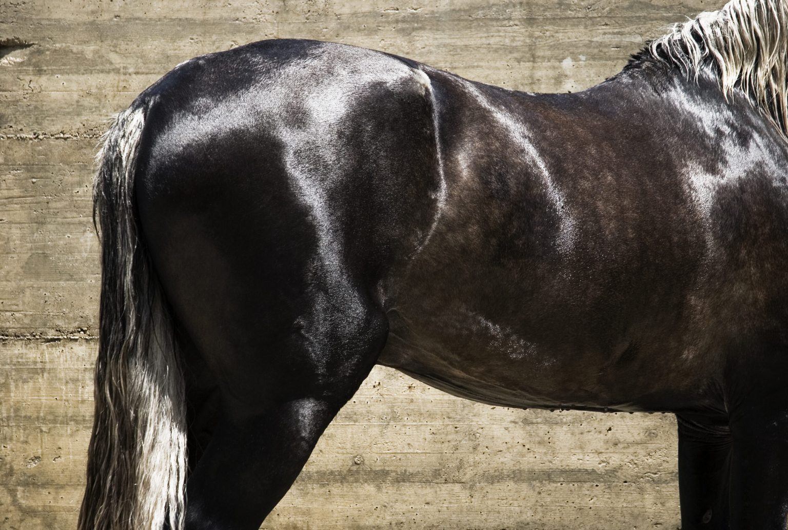 Complications Following SI Injections in Horses - EquiManagement