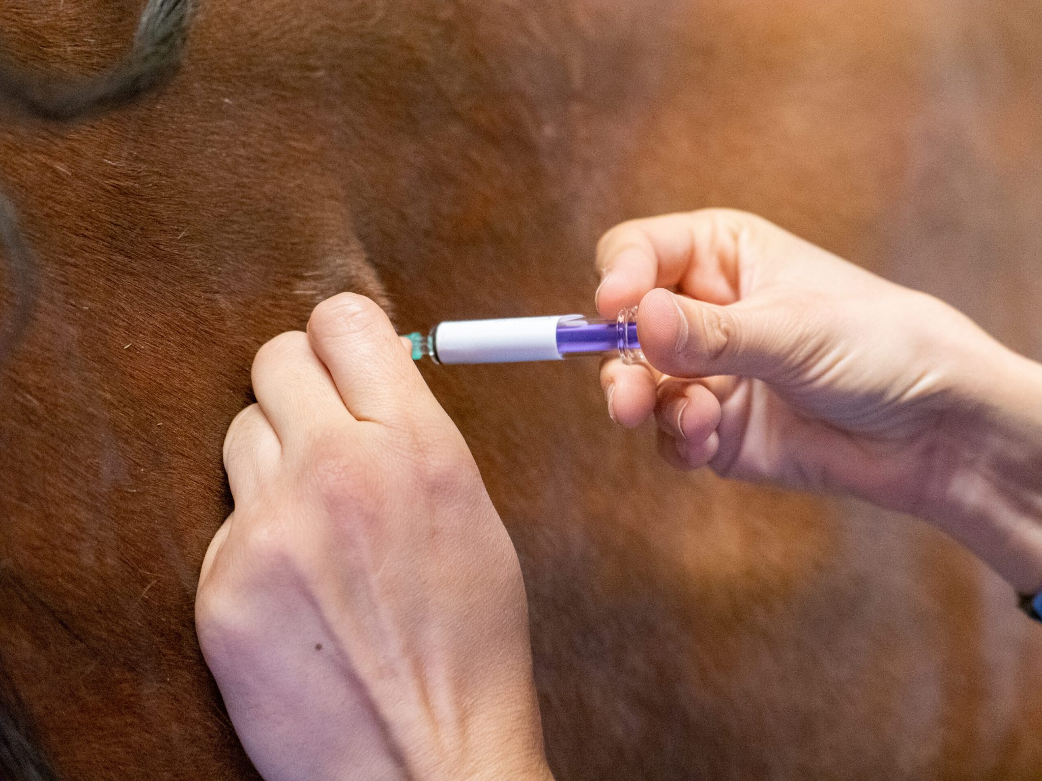 Intranasal vs. Intramuscular EHV-1 Vaccination - EquiManagement