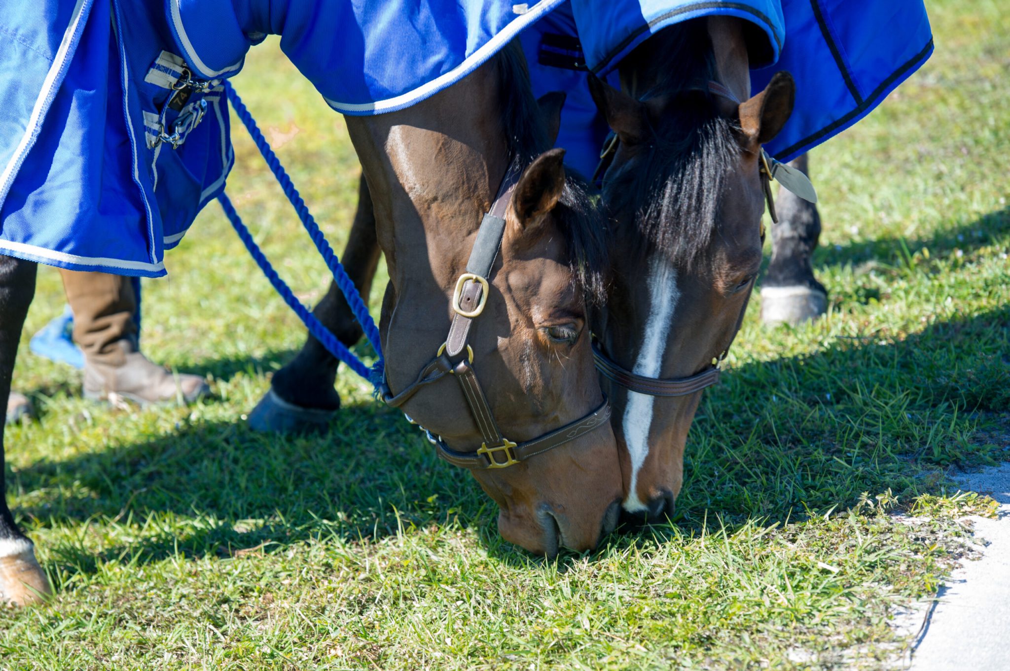Equine Strangles: Management and Prevention - EquiManagement