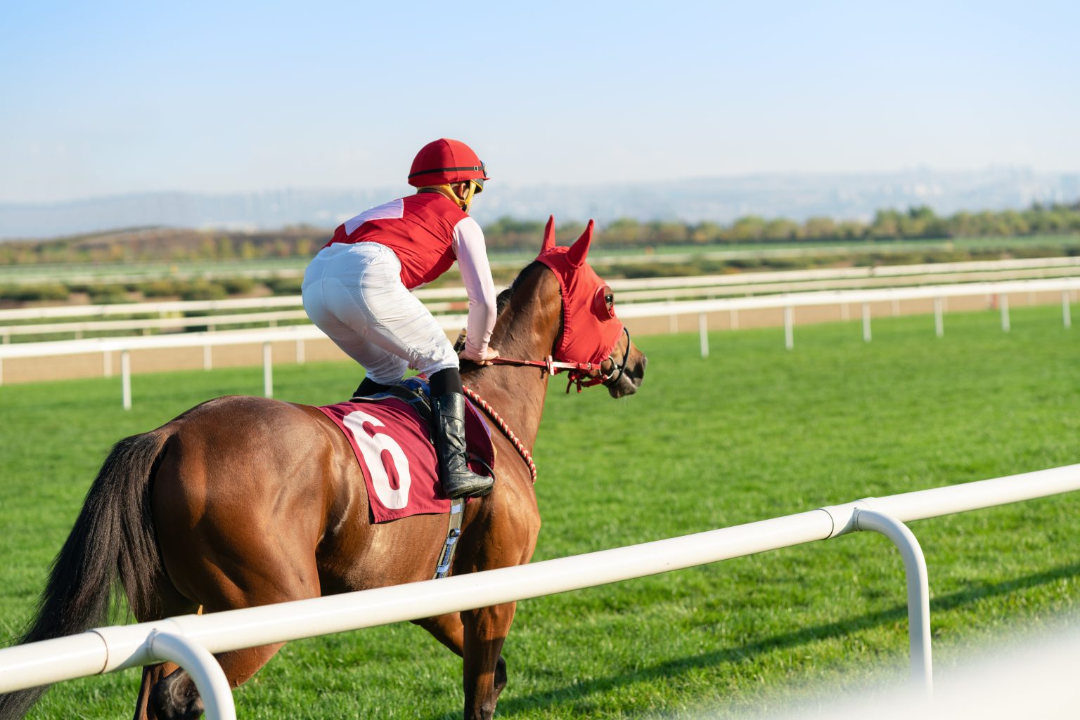 Monitoring Racehorse Injuries With PET: Peak Training Best Time ...