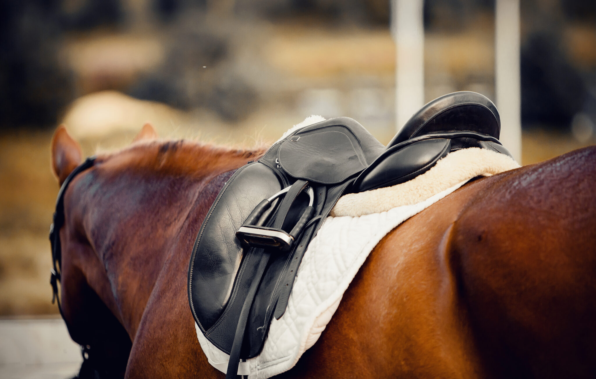 Horse Back Pain Rehabilitation - EquiManagement