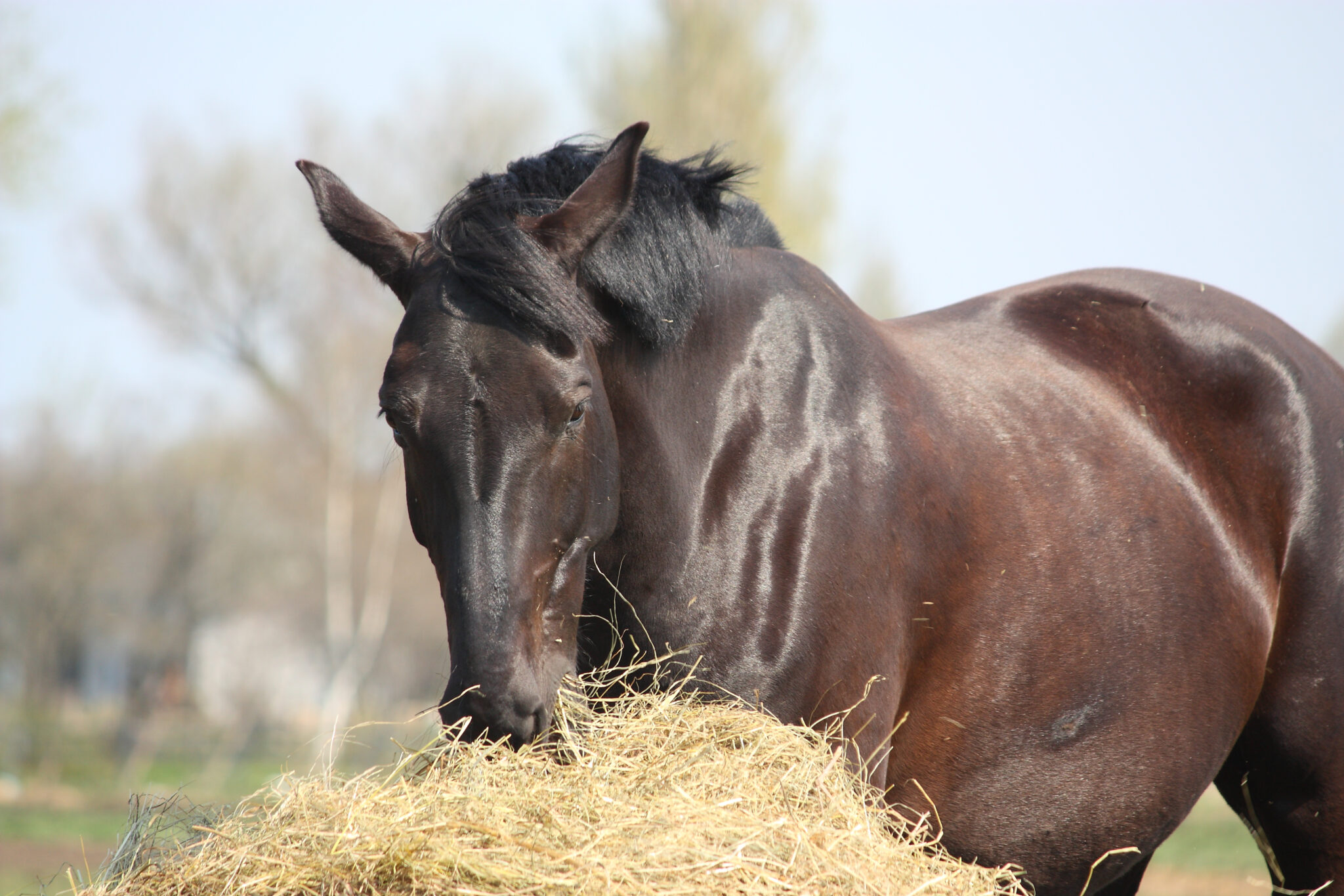 What Clients Want to Know About Hay - EquiManagement