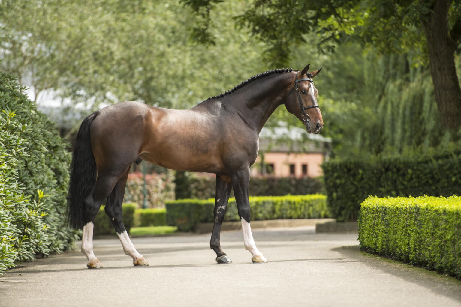 Equine Reproductive Research: Focus on the Stallion - EquiManagement