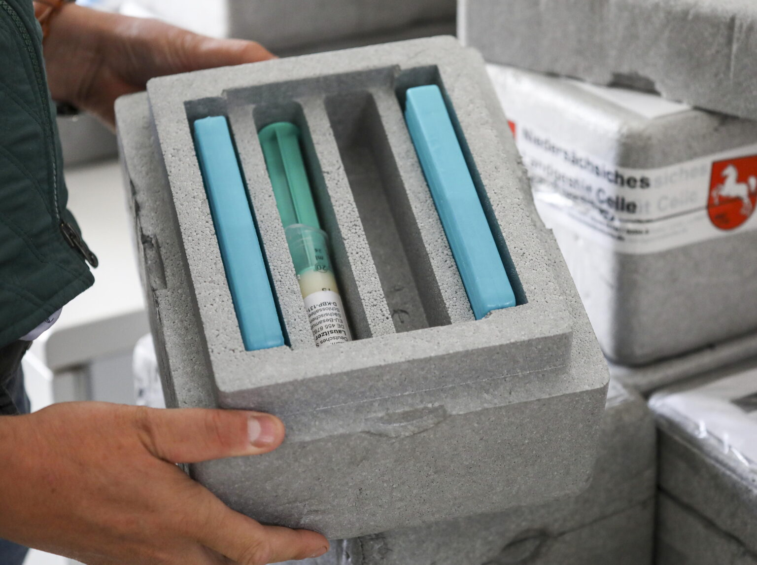 Equine Reproductive Research: Focus on the Stallion - EquiManagement