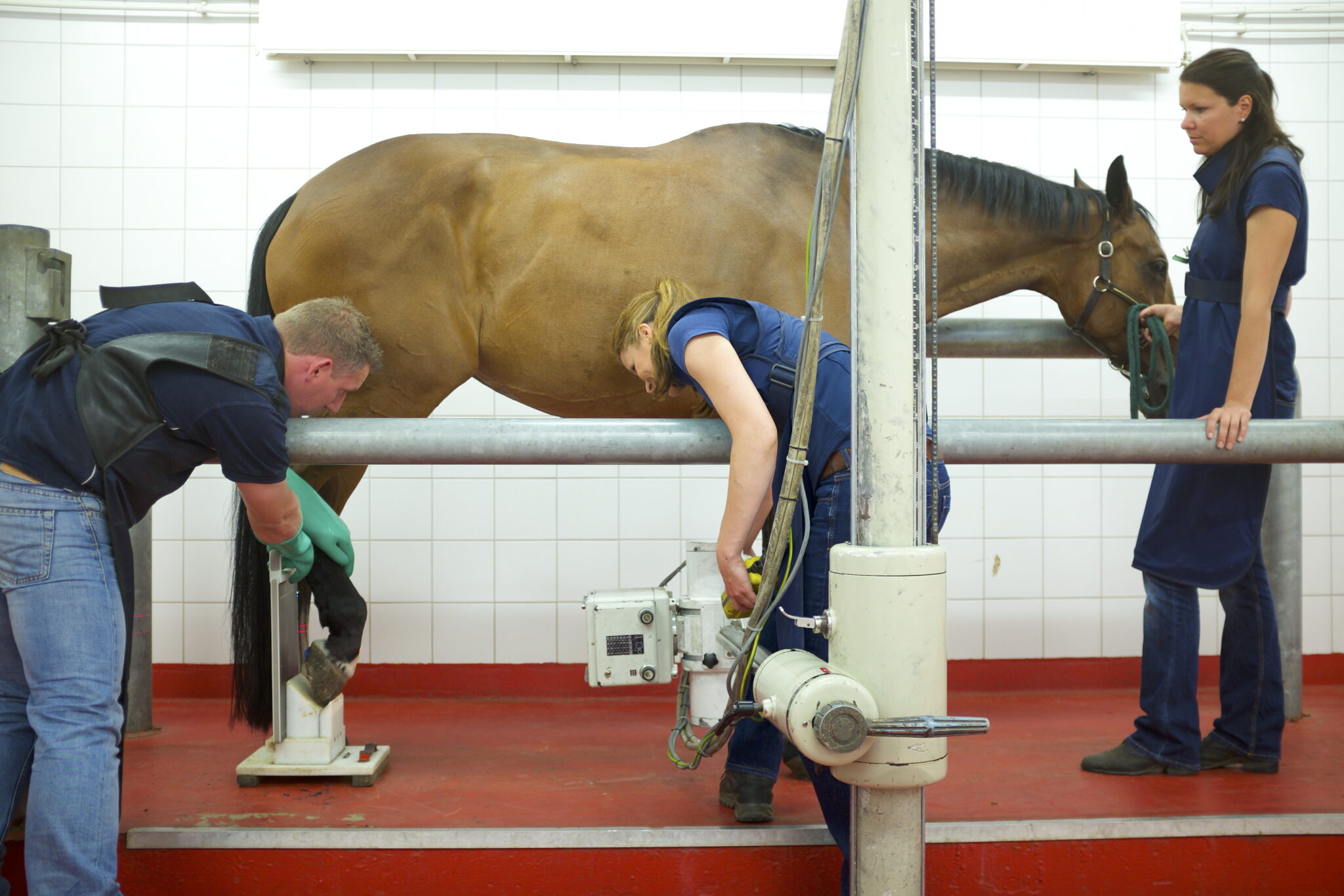 Design for Radiology in Your Equine Practice - EquiManagement