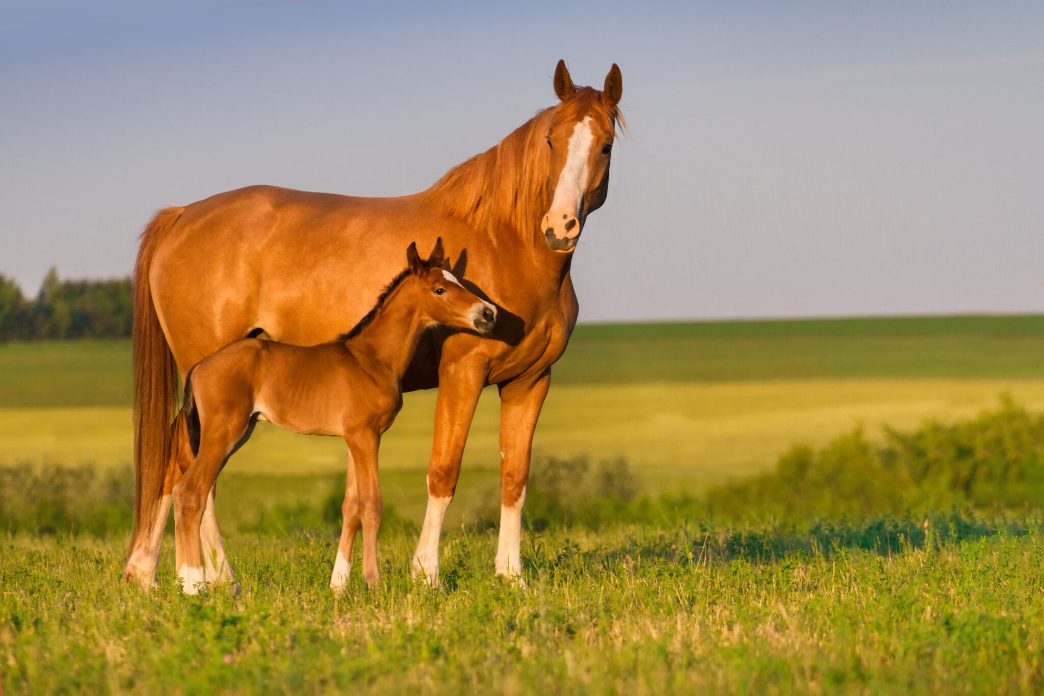 Bringing a Mare Back After Pregnancy Loss - EquiManagement