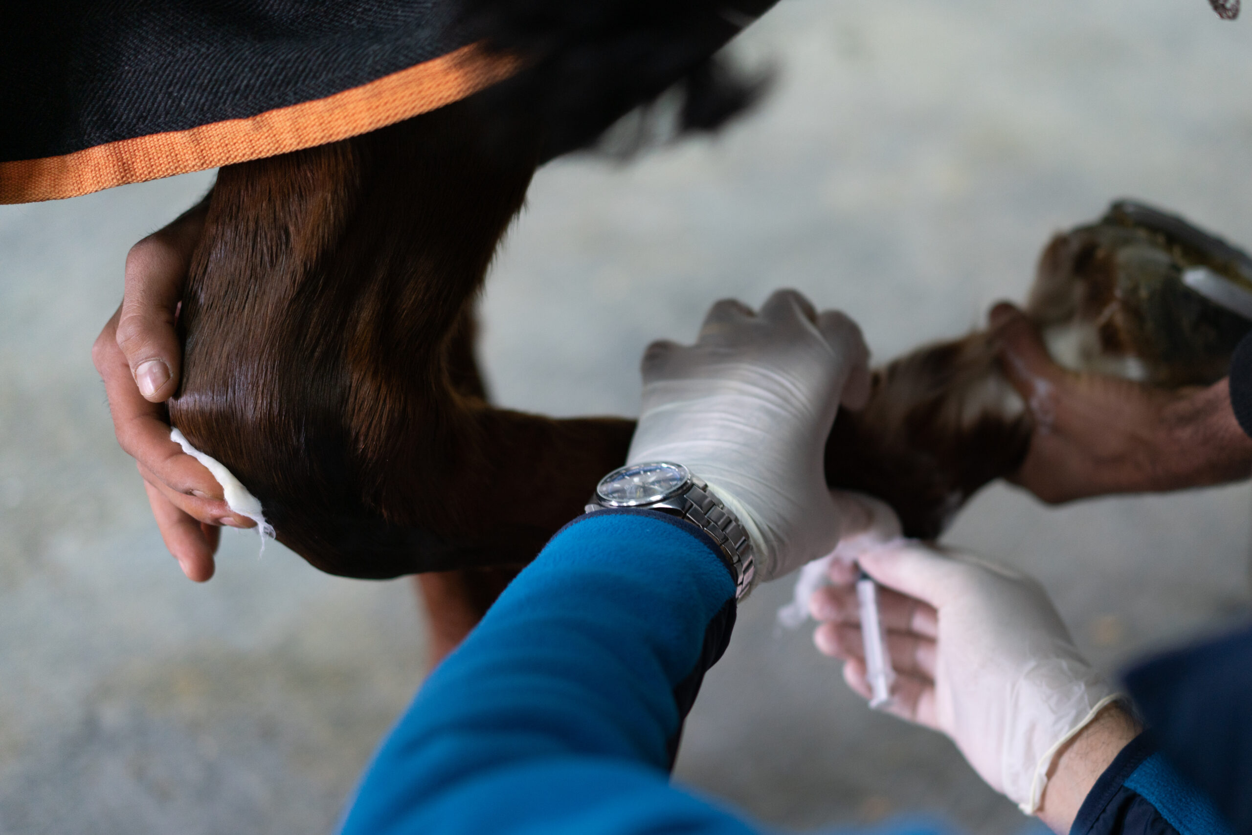 Diagnostic Anesthesia in Equine Lameness Exams - EquiManagement