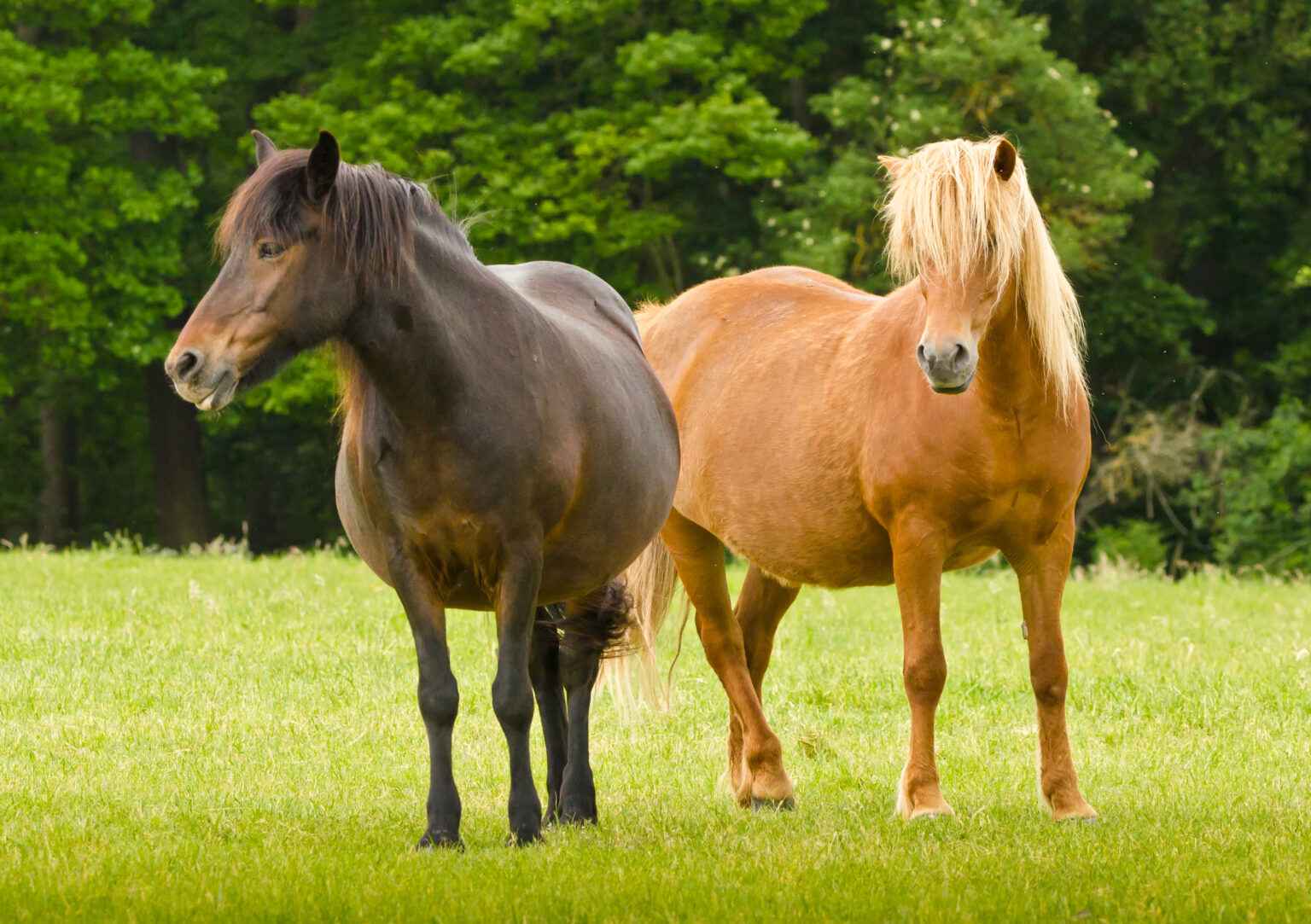 Progesterone in Pregnant Mares - EquiManagement