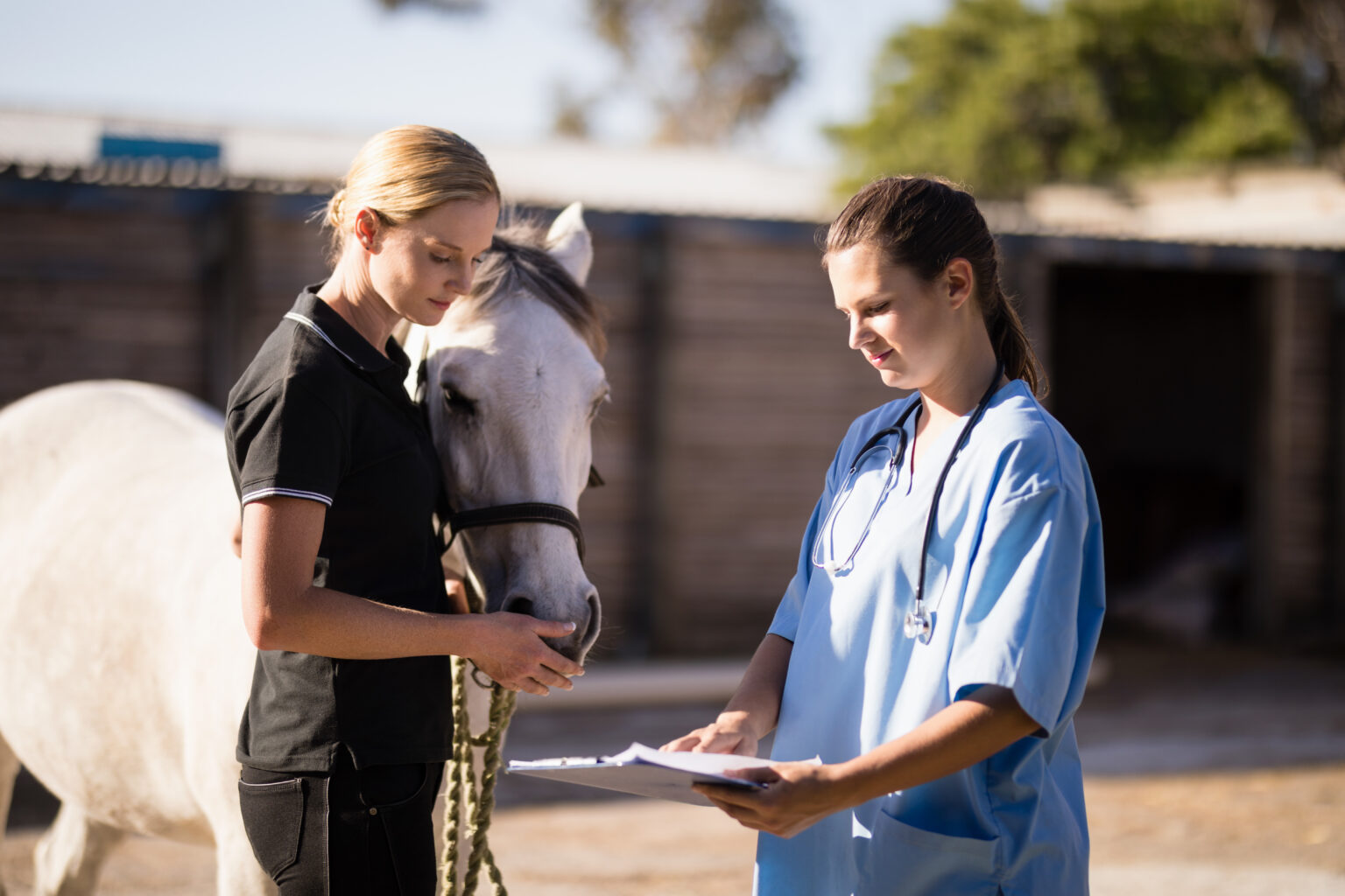 The Basics of Negotiation for Equine Veterinarians - EquiManagement