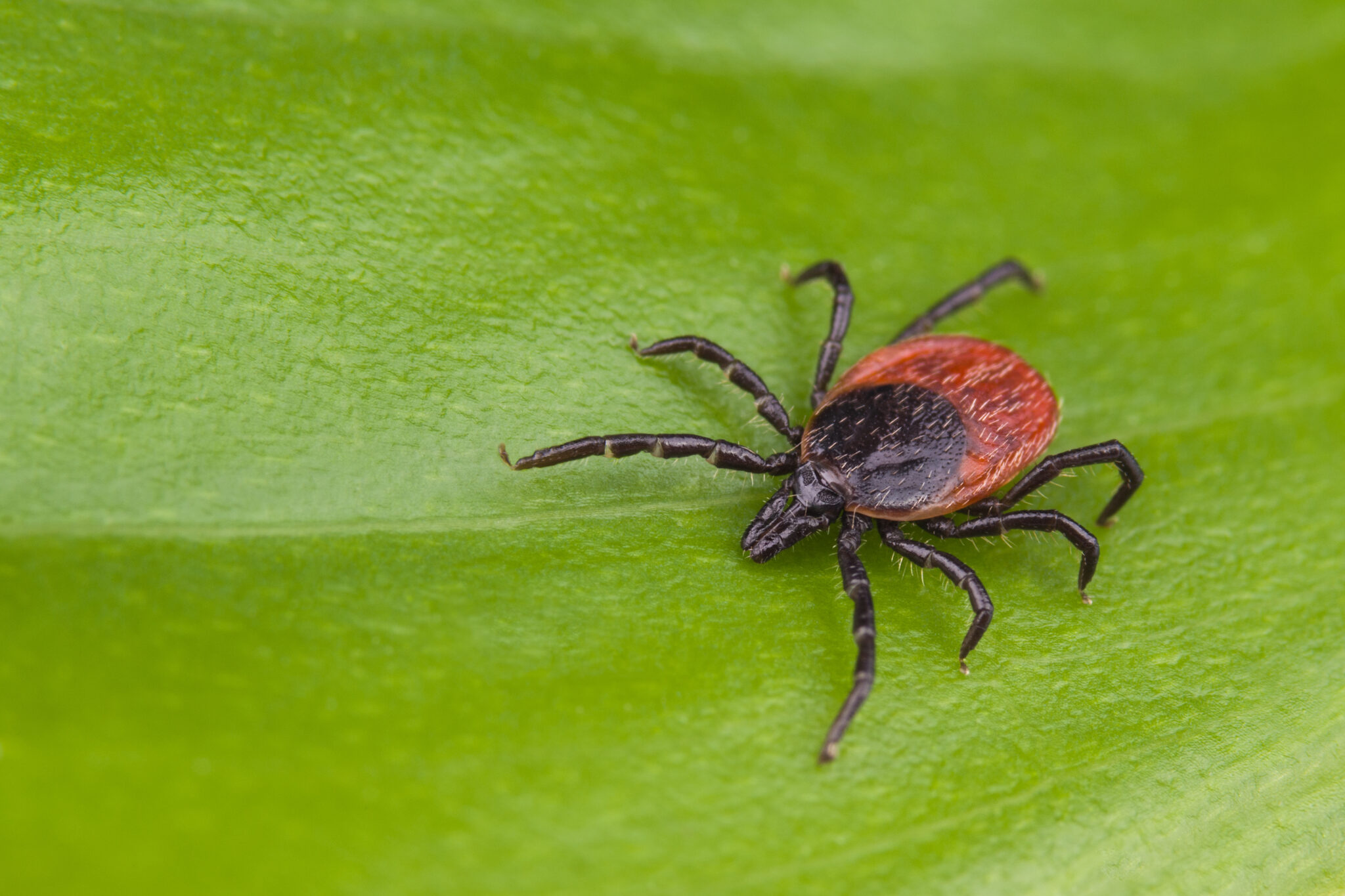Most Common Equine-Associated Tick Species in the U.S. - EquiManagement