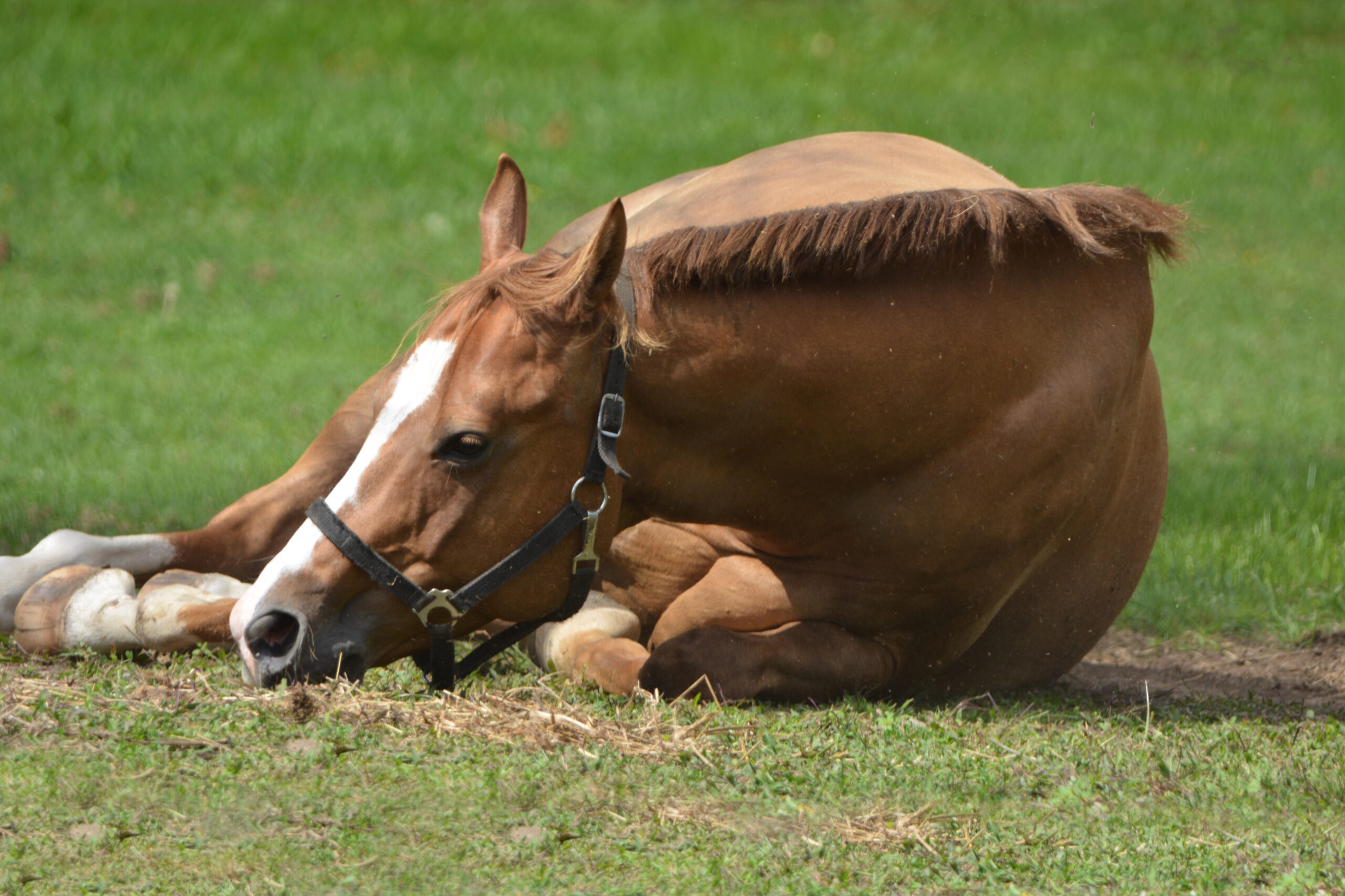 Association Between NSAID Use and Right Dorsal Colitis in Horses ...