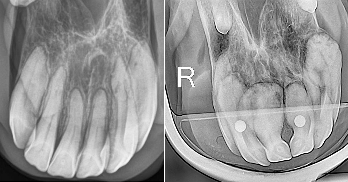 Disease Du Jour: EOTRH - EquiManagement