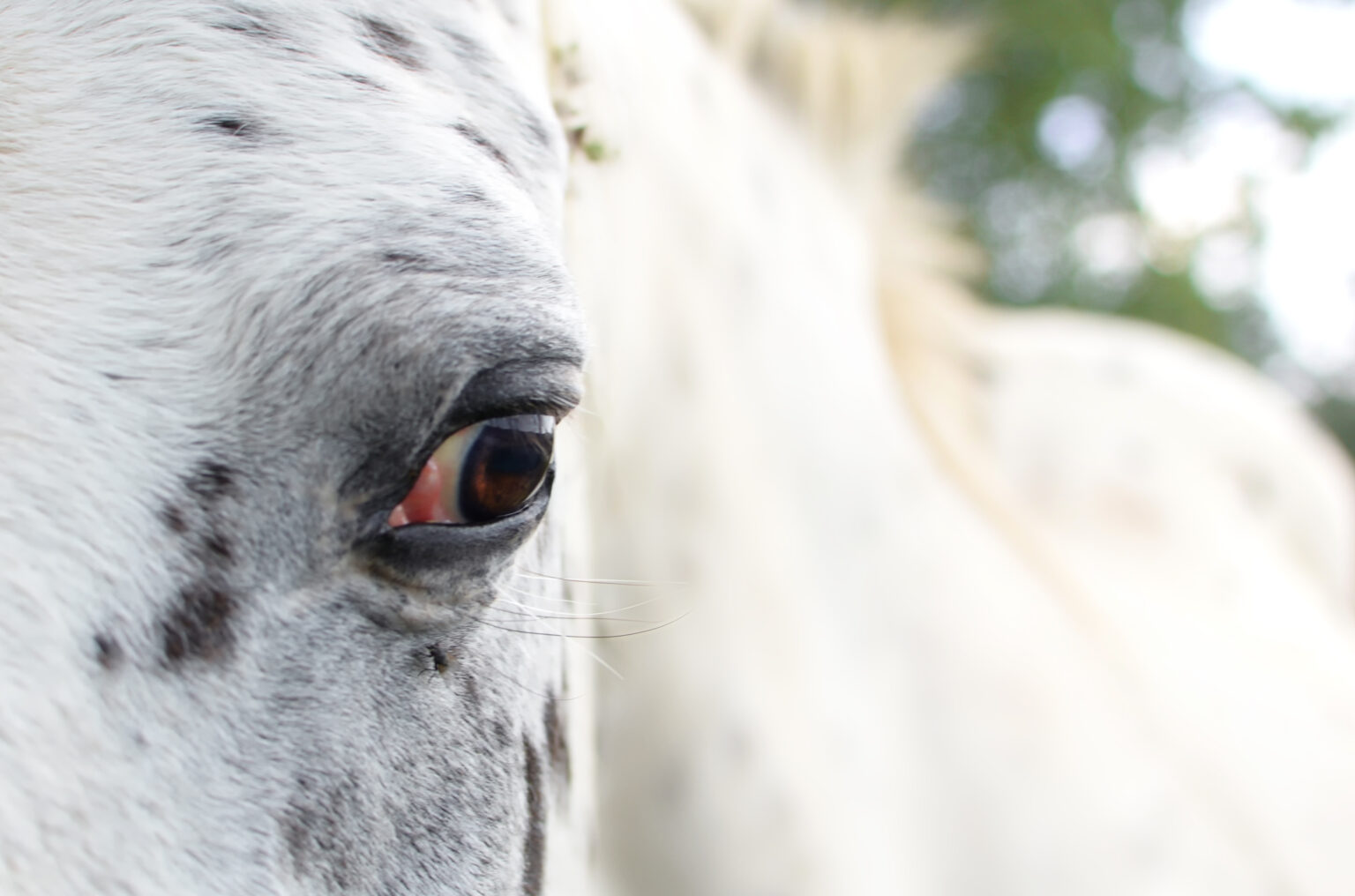Disease Du Jour: Equine Recurrent Uveitis - EquiManagement