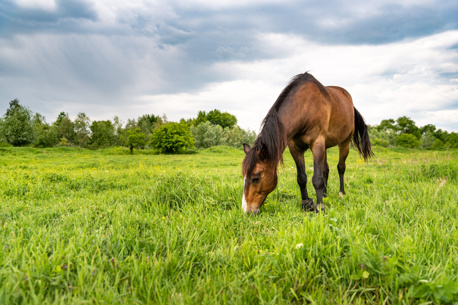 Equine Grass Sickness: A Global Concern? - EquiManagement