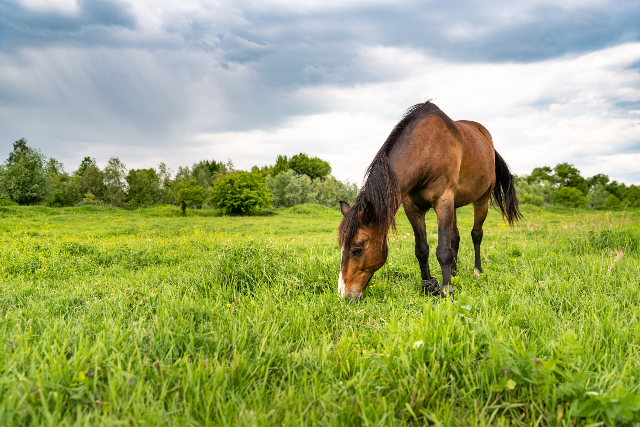 Equine Grass Sickness: A Global Concern? - EquiManagement