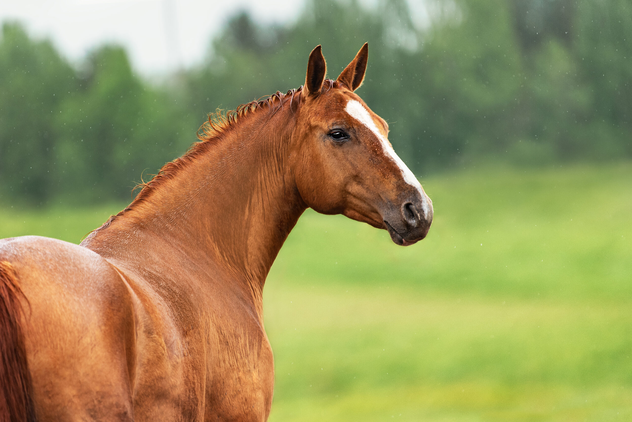 Ventral Interbody Fusion for Horses With C7-T1 Pathology - EquiManagement