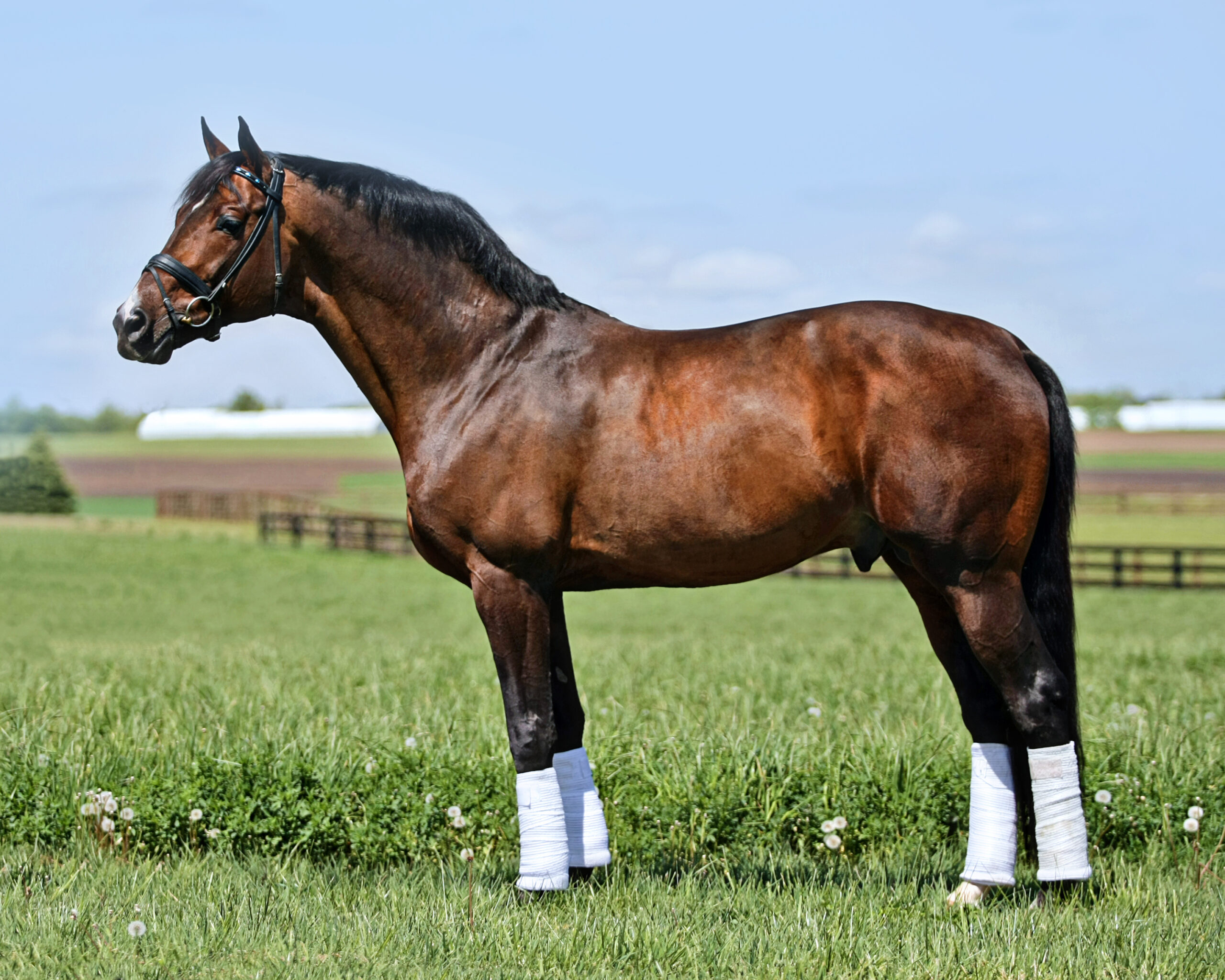 The Effect of Deslorelin on Stallion Hormone Levels - EquiManagement