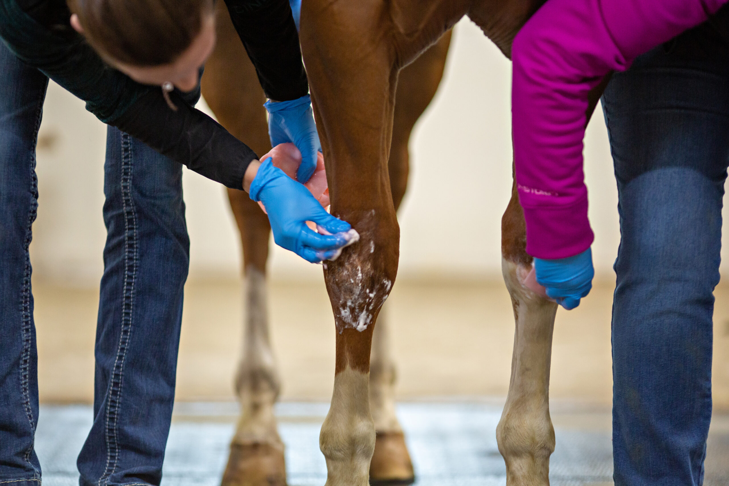 So You Want to Be an Equine Veterinary Technician? - EquiManagement