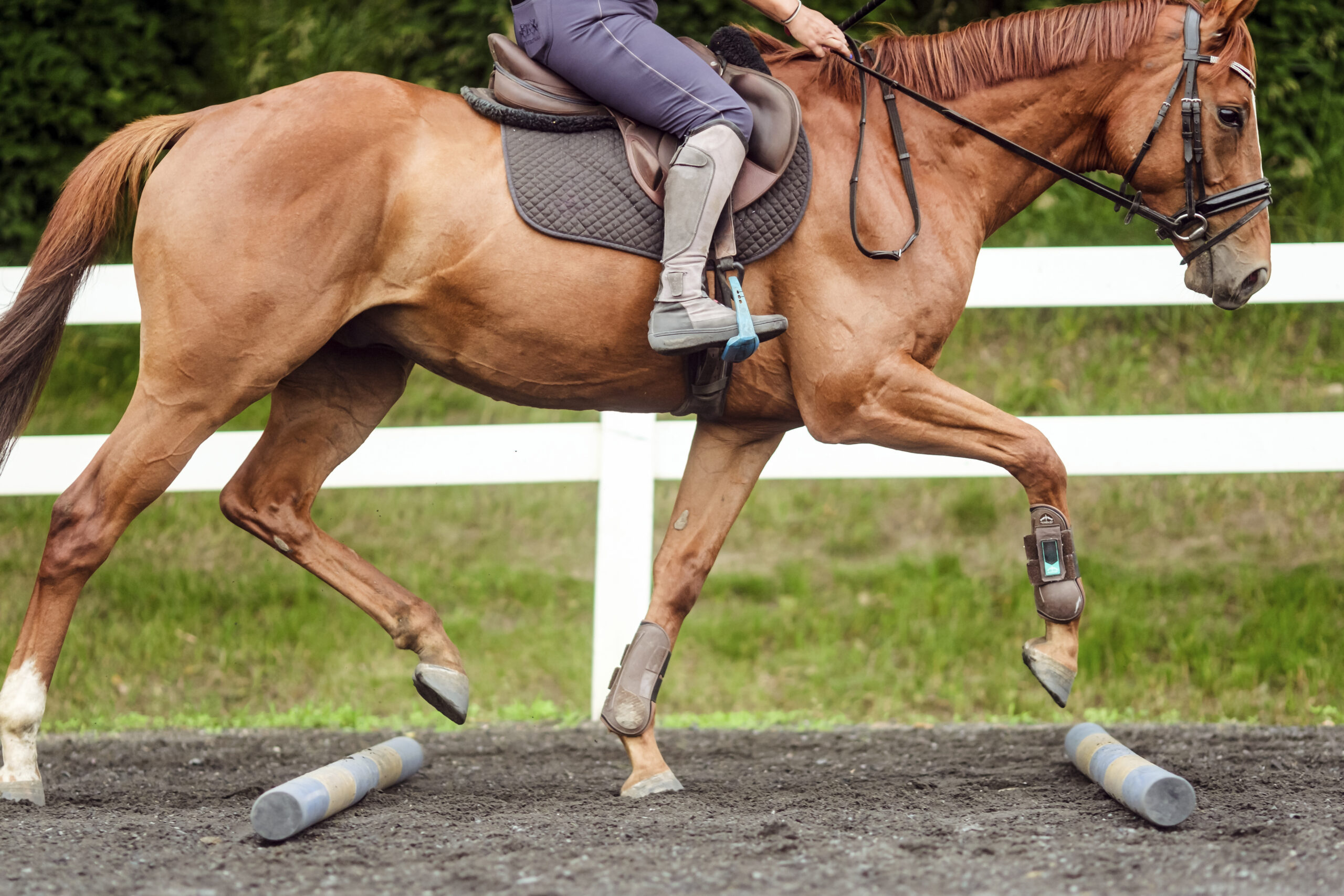 Developing Horses' Core Fitness - EquiManagement