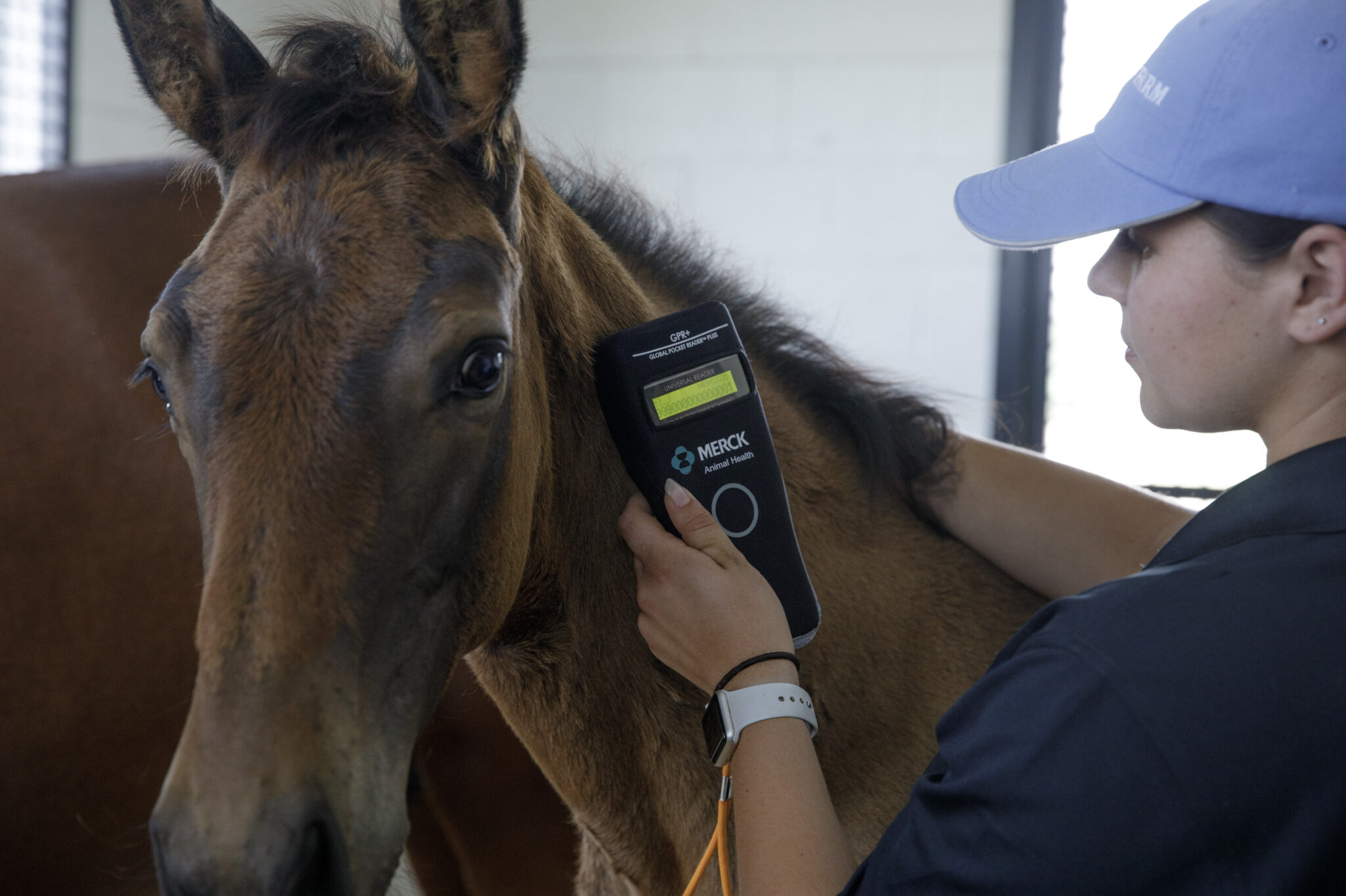 Merck Animal Health and USTA Reach Partnership Milestone in Equine Care ...