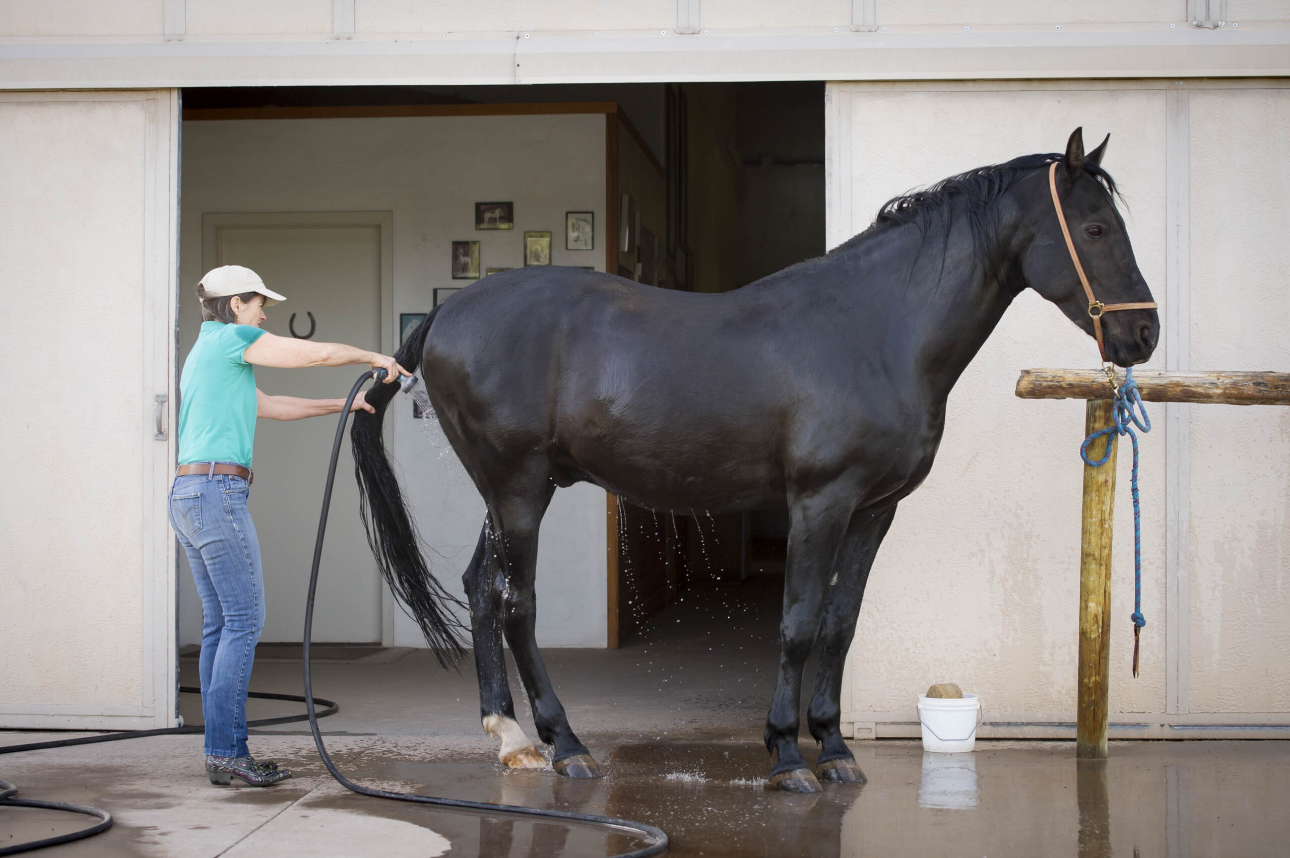 New Opinions Regarding Free Fecal Water Syndrome - EquiManagement