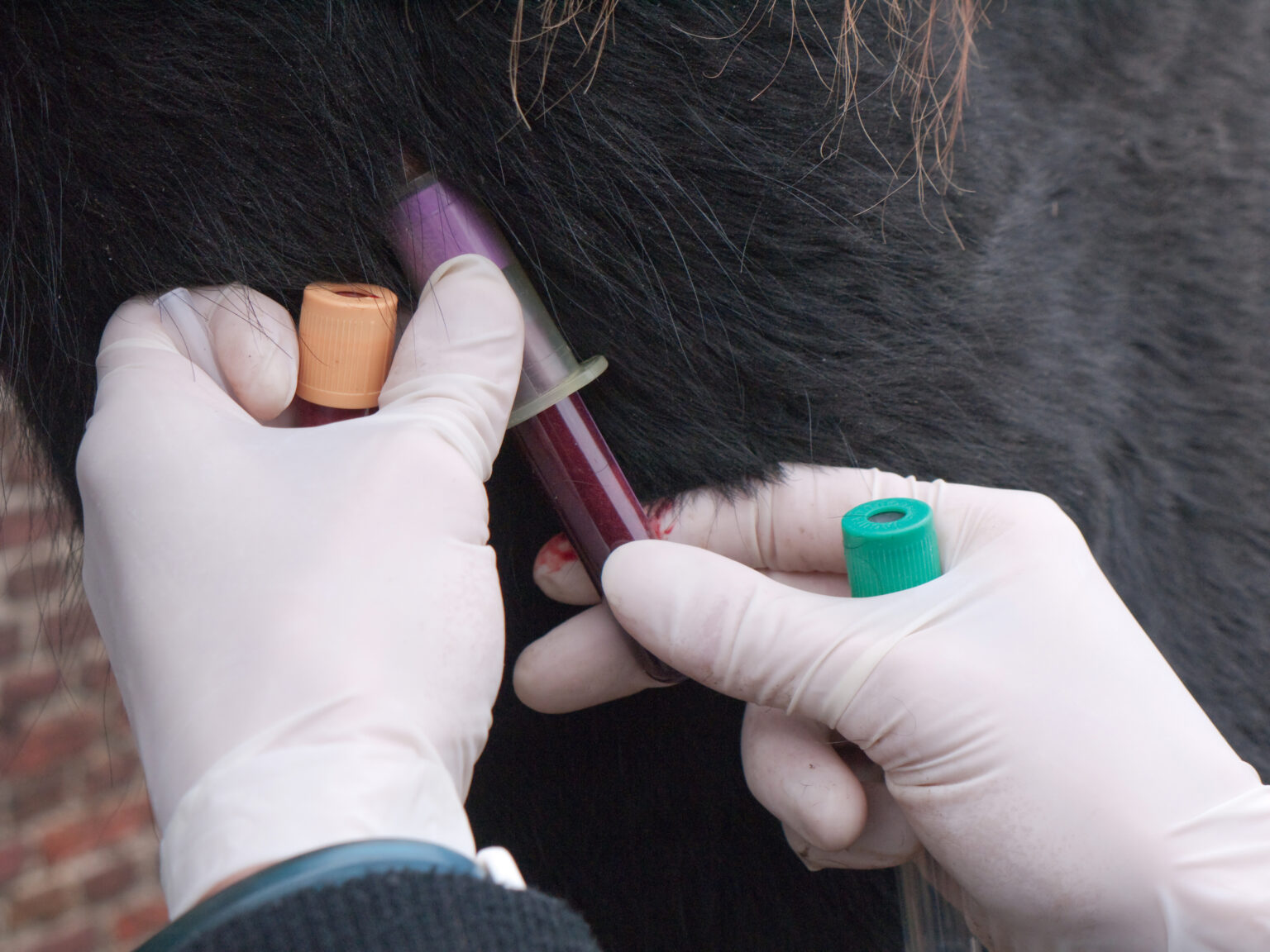 Injectable Gold: A Potential New Treatment for Equine OA? - EquiManagement