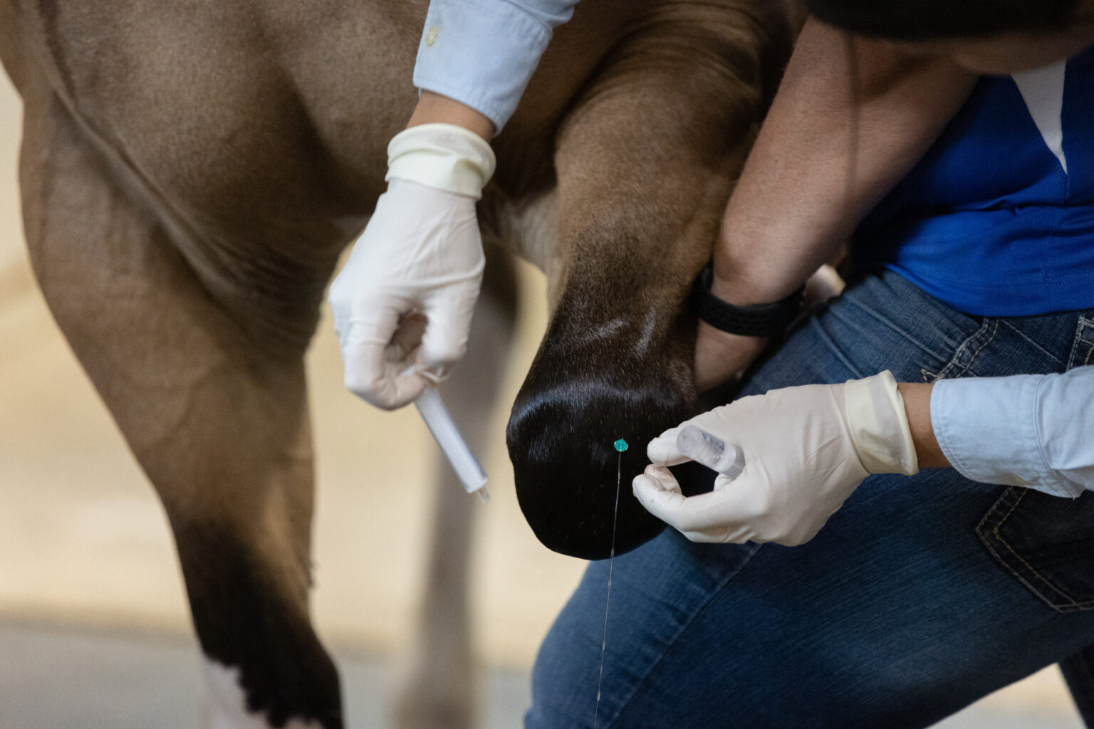 FDA Letter Advises Veterinarians to Use Bimasone Instead of Unapproved ...