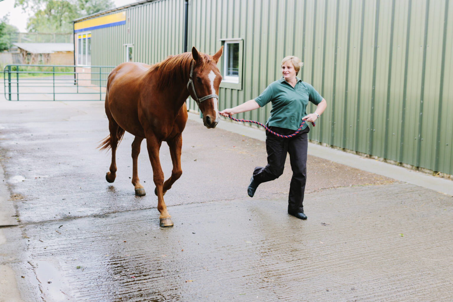 Equine Pelvic Movement Asymmetry is Linked to Lameness Cause and ...