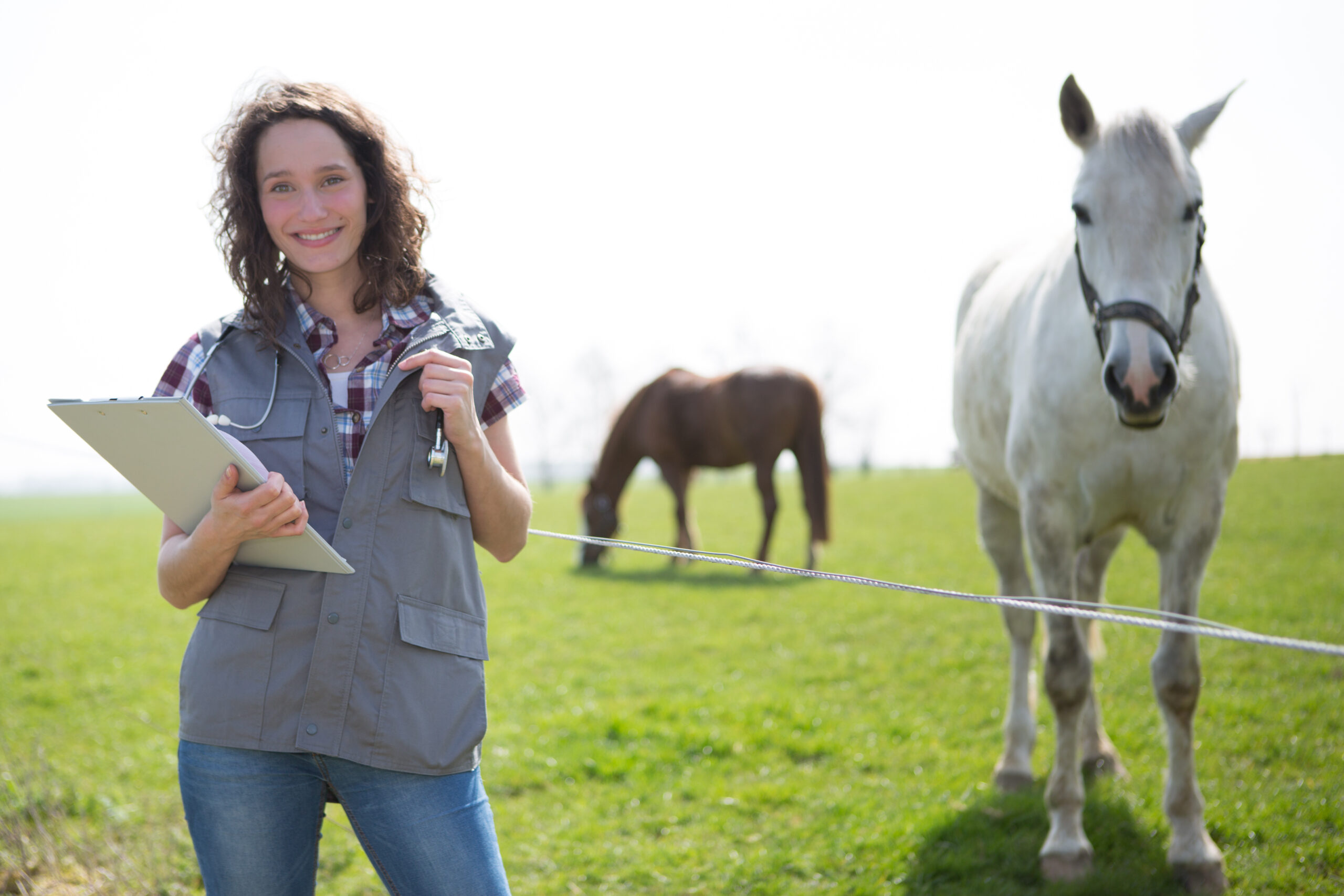 Business Briefs: Increasing Efficiency in Your Equine Practice ...