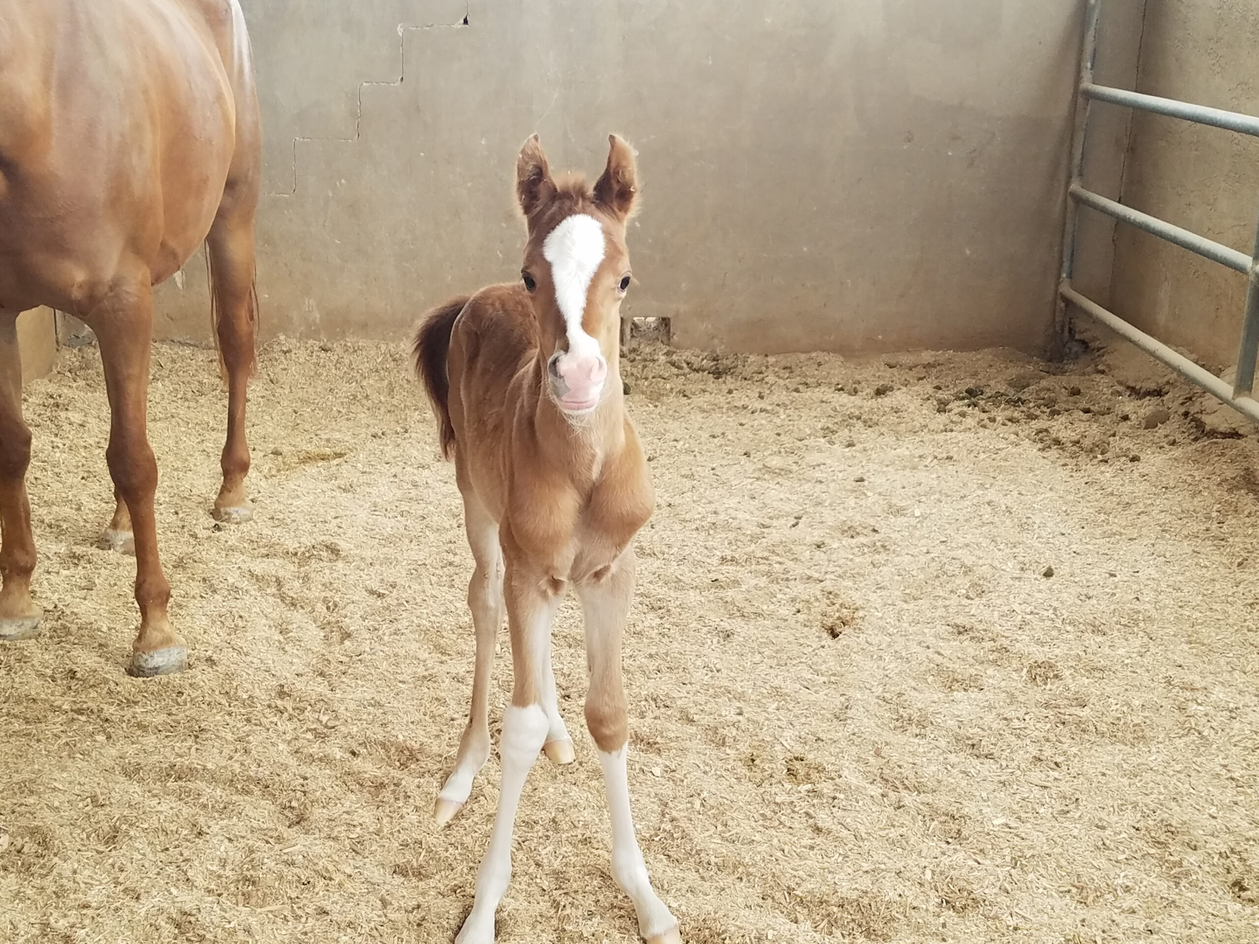 A Novel Approach to Managing Angular Limb Deformities in Foals - EquiManagement