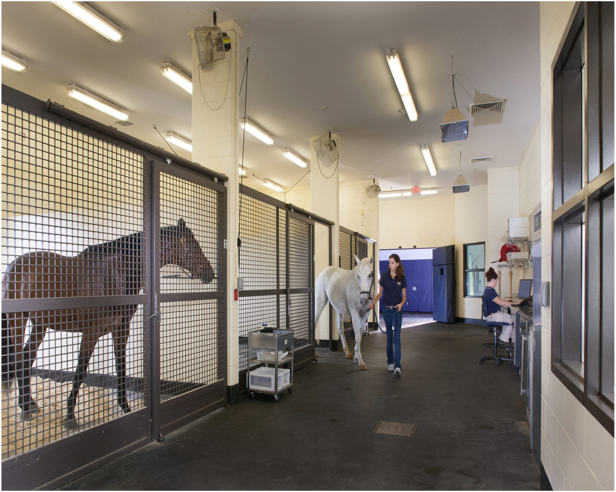 Color Theory in Equine Veterinary Clinic Design - EquiManagement