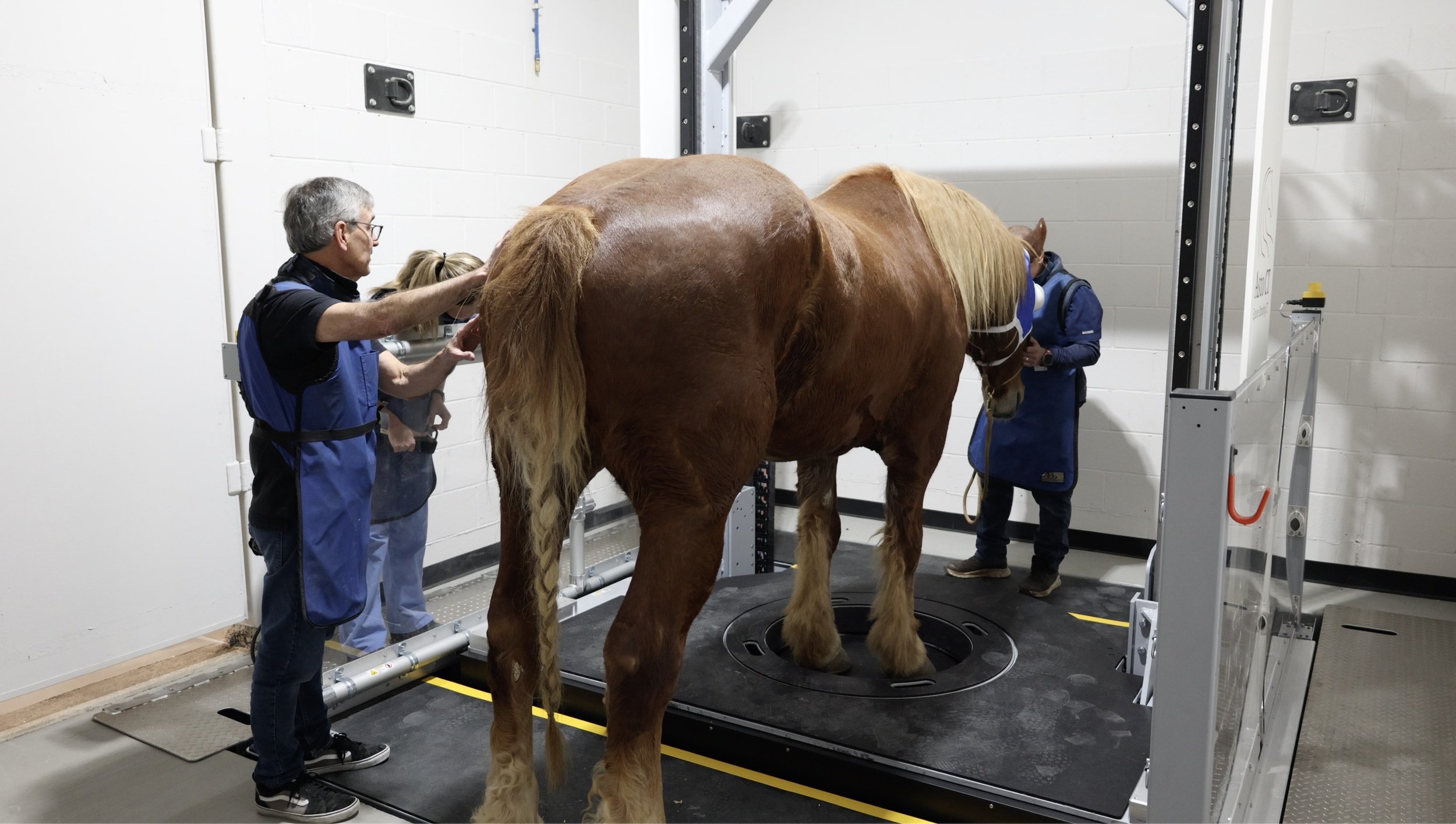 Equine Innovative Medicine Introduces Asto CT Equina® Standing CT ...