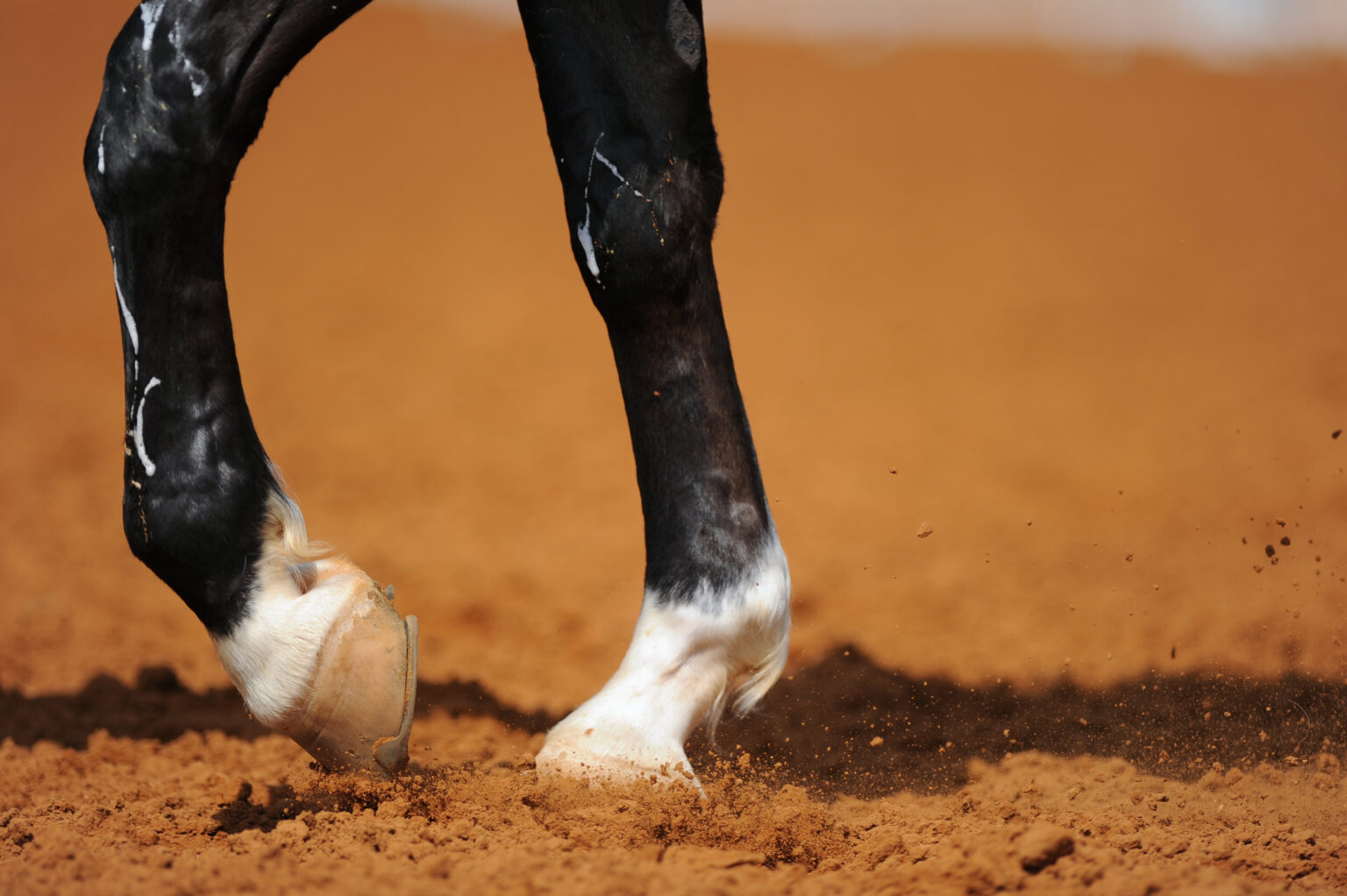 Understanding the Biomechanics of the Horse’s Fetlock Joint ...
