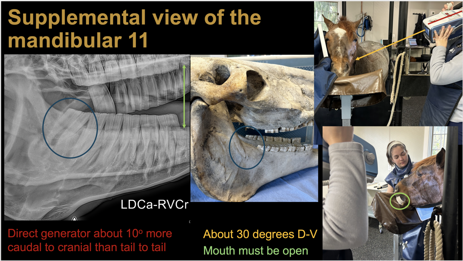Imaging Mandibular Cheek Teeth With Oblique Projections - EquiManagement
