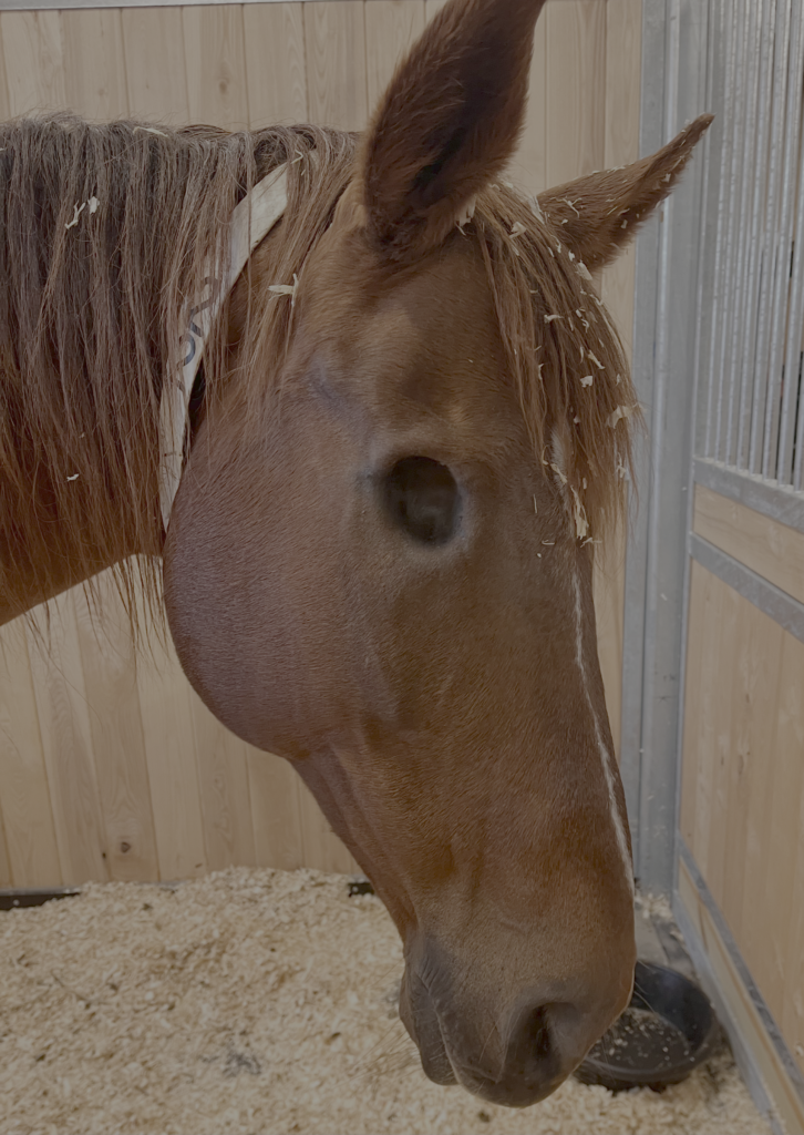 Tips for Enucleating Horses in the Field - EquiManagement