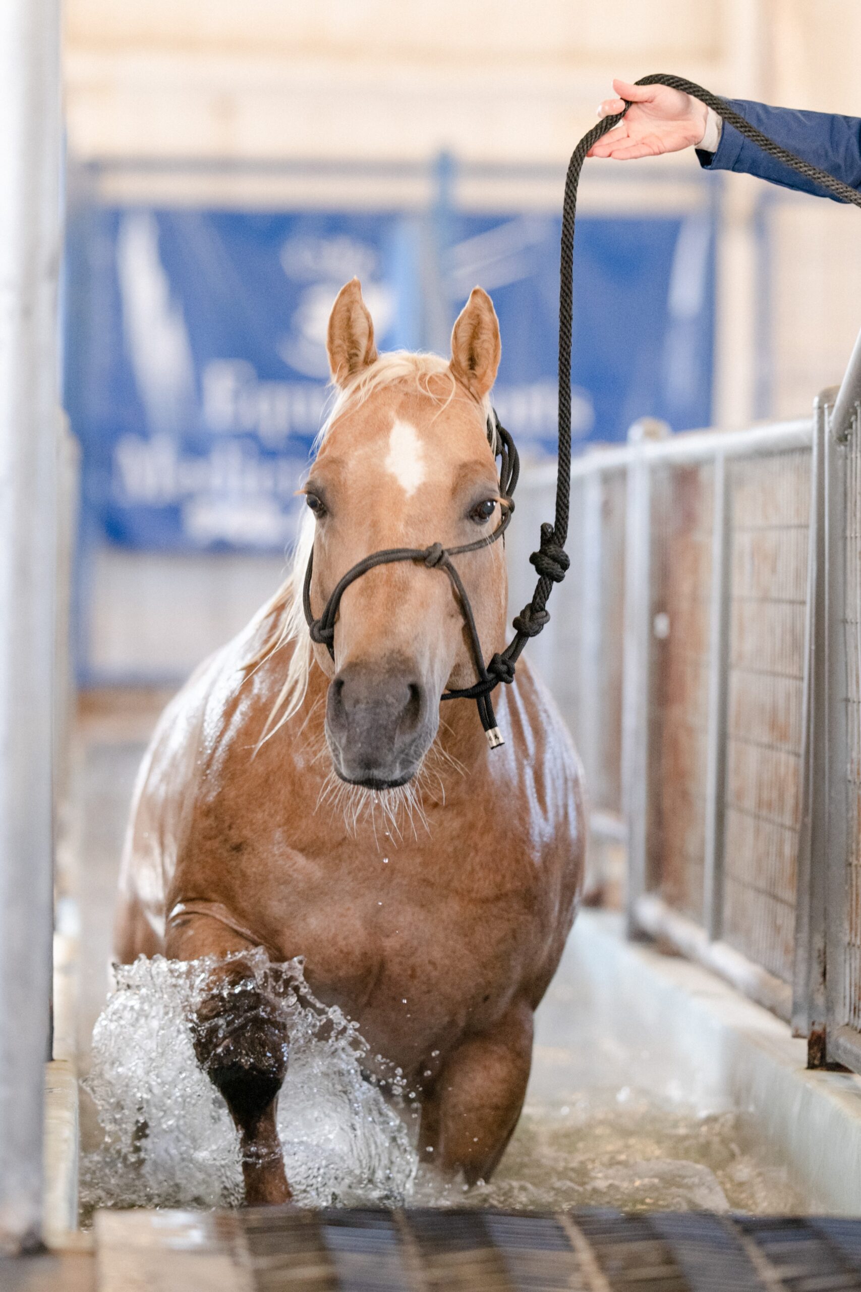 Infographic: Rehabbing Equine Hind Proximal Suspensory Ligaments ...