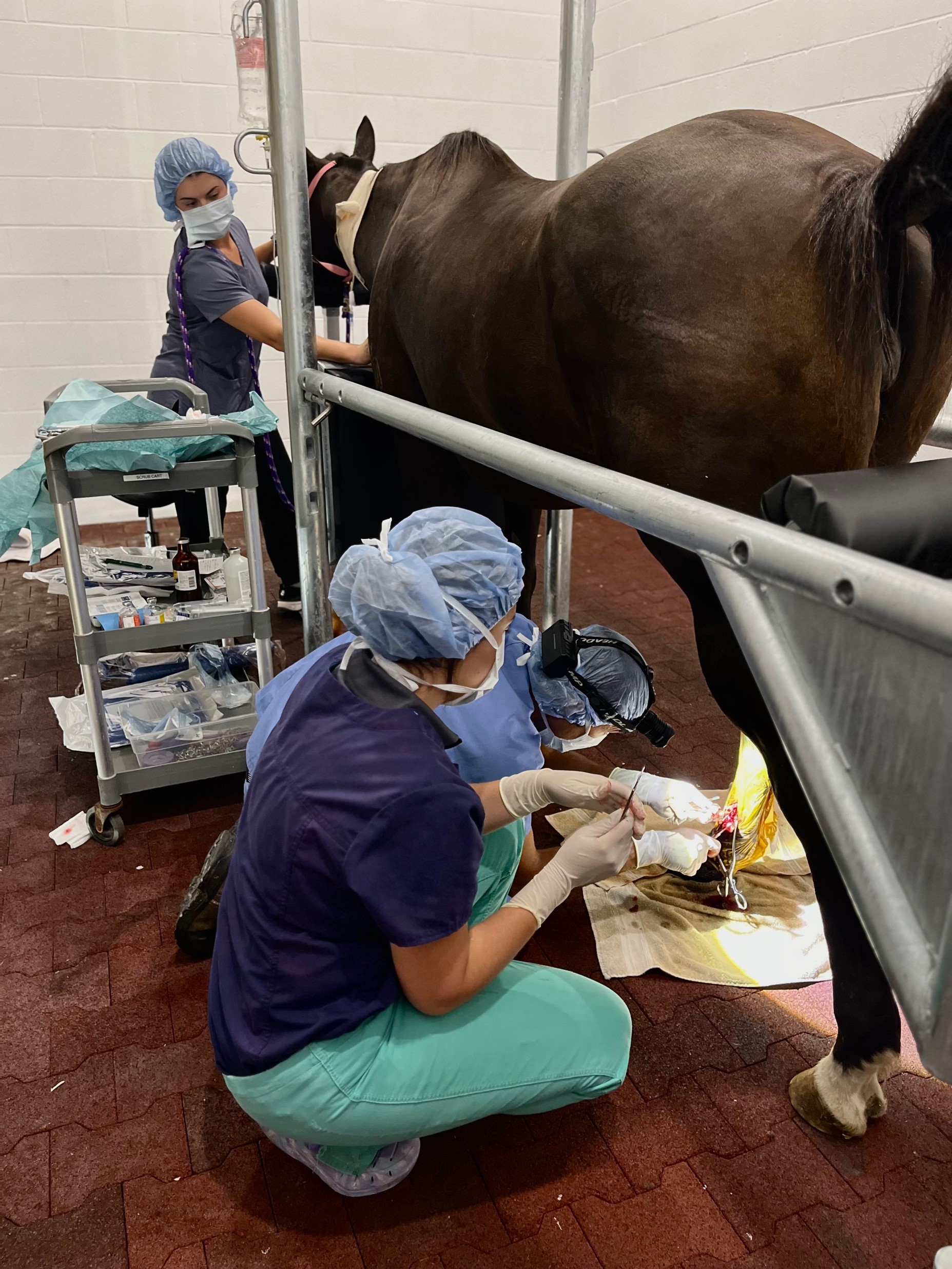 Daily Vet Life: Standing Fractured Splint Bone Removal in Horses ...