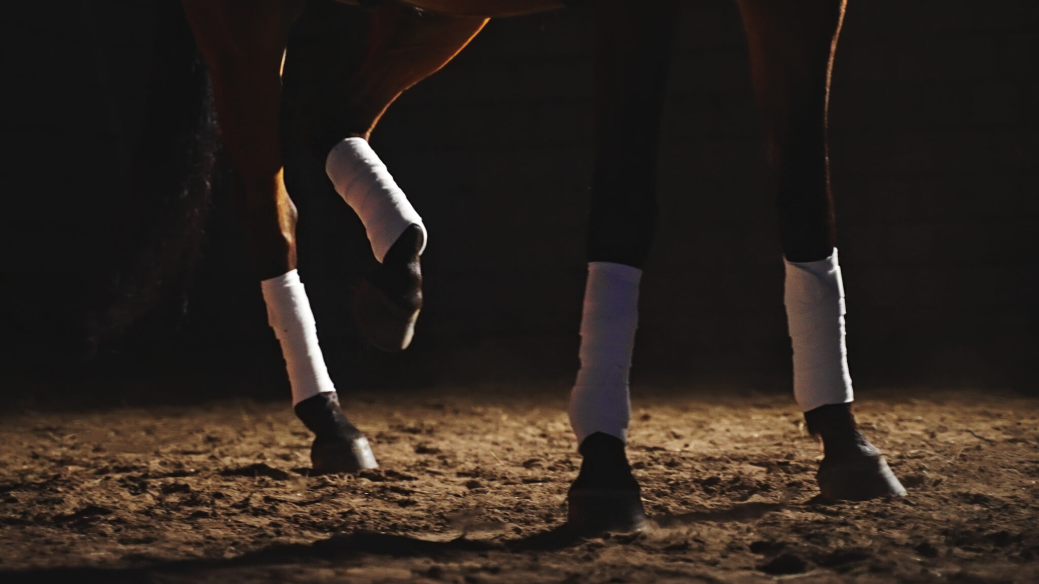 Movement Disorders in Horses: Shivers and Stringhalt - EquiManagement