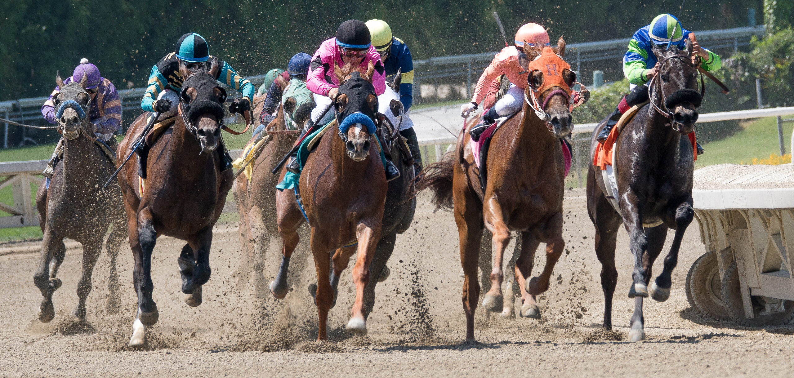 Update: Thoroughbred Racehorse Safety Initiatives - EquiManagement